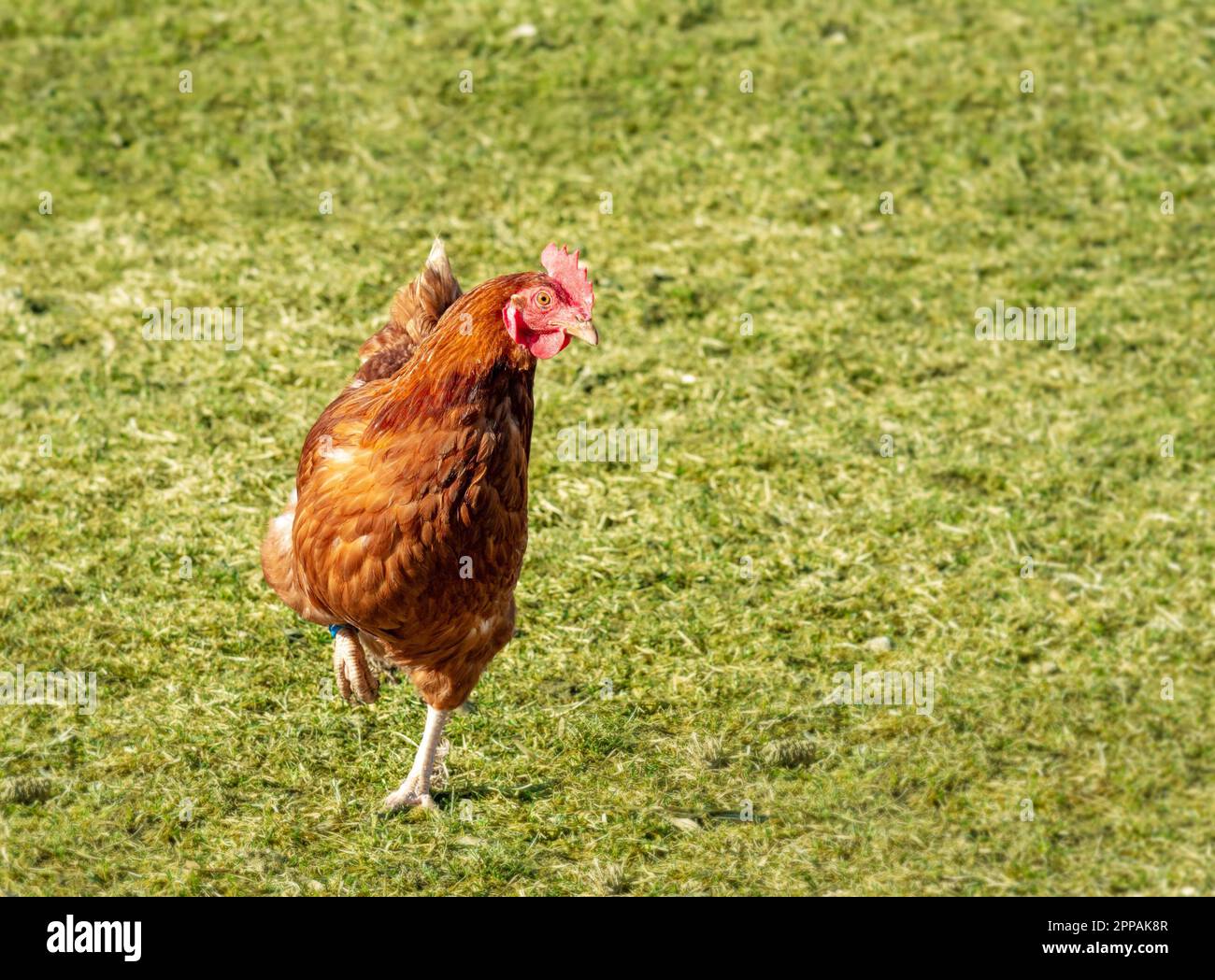 Organic farming wiht happy hens with big runout Stock Photo - Alamy