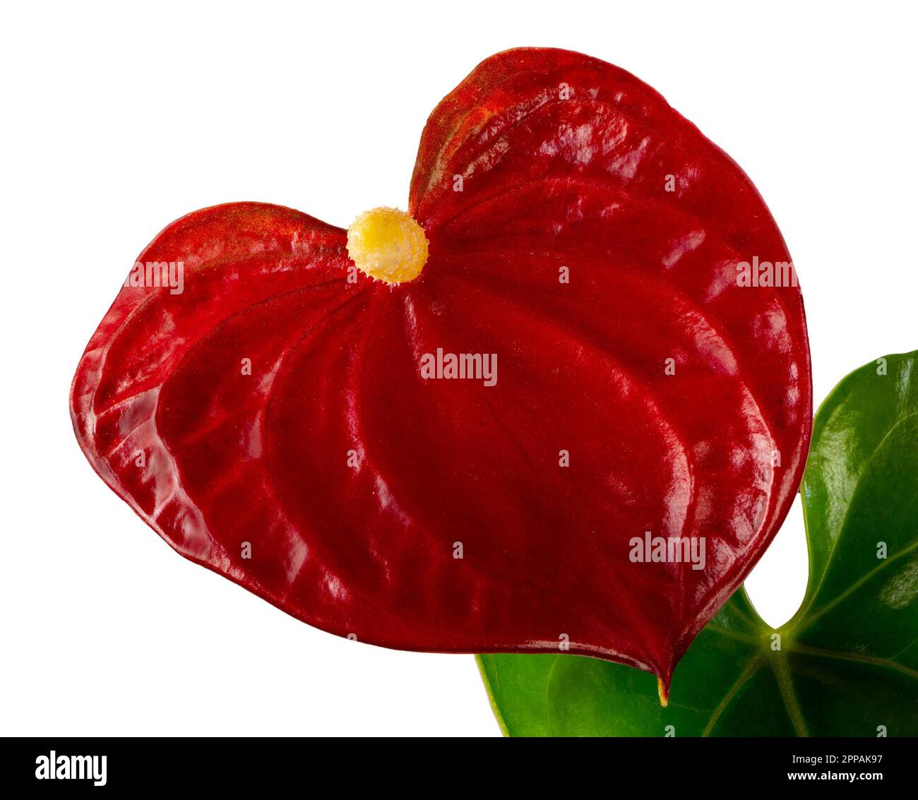 Isolated red flamingo flower (anthurium) blossom Stock Photo - Alamy