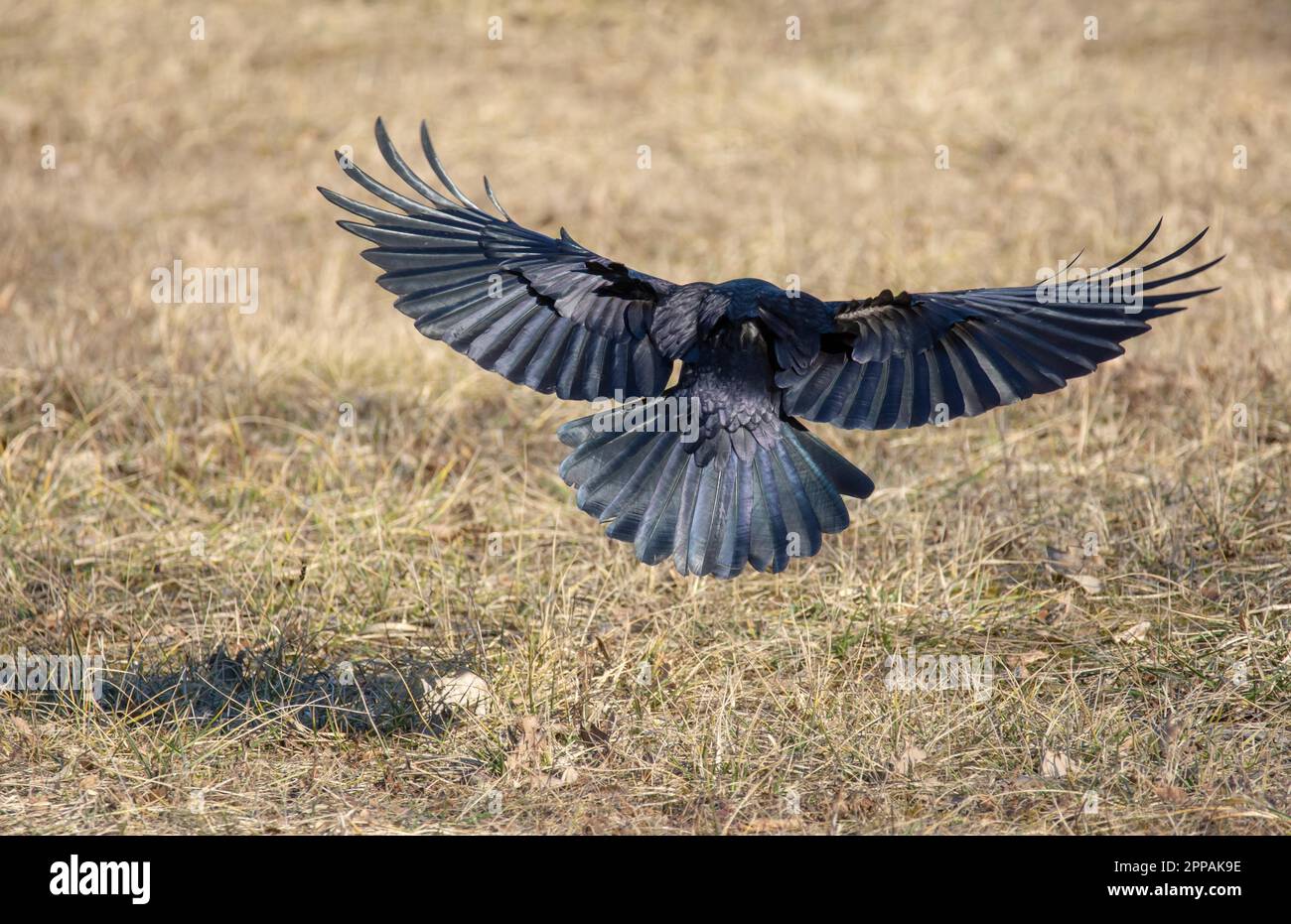 Raven flying hi-res stock photography and images - Alamy