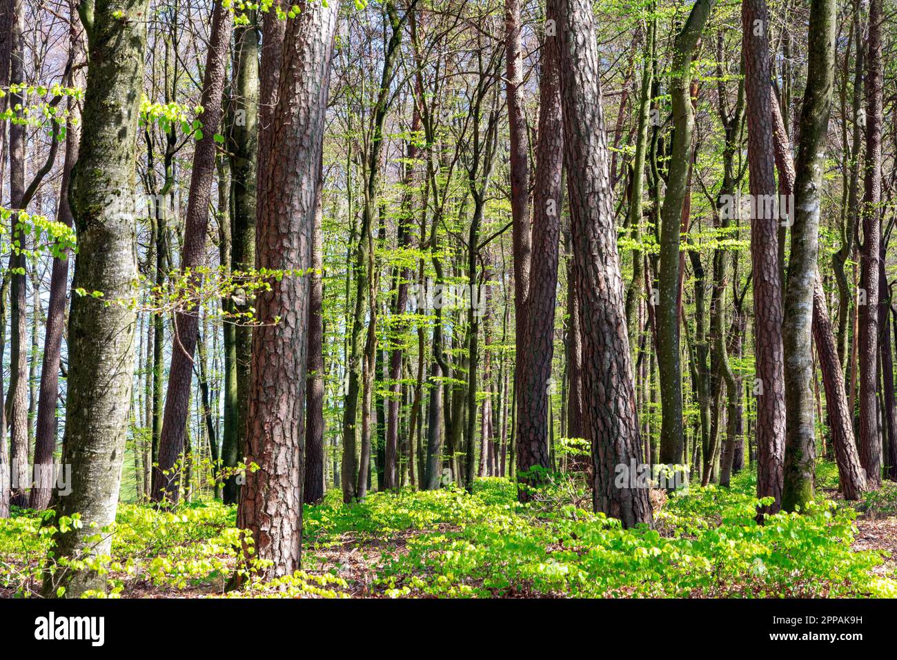 Trees of a beech forest during spring time Stock Photo - Alamy