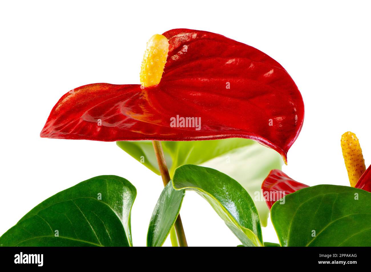 Isolated red flamingo flower (anthurium) blossom Stock Photo - Alamy