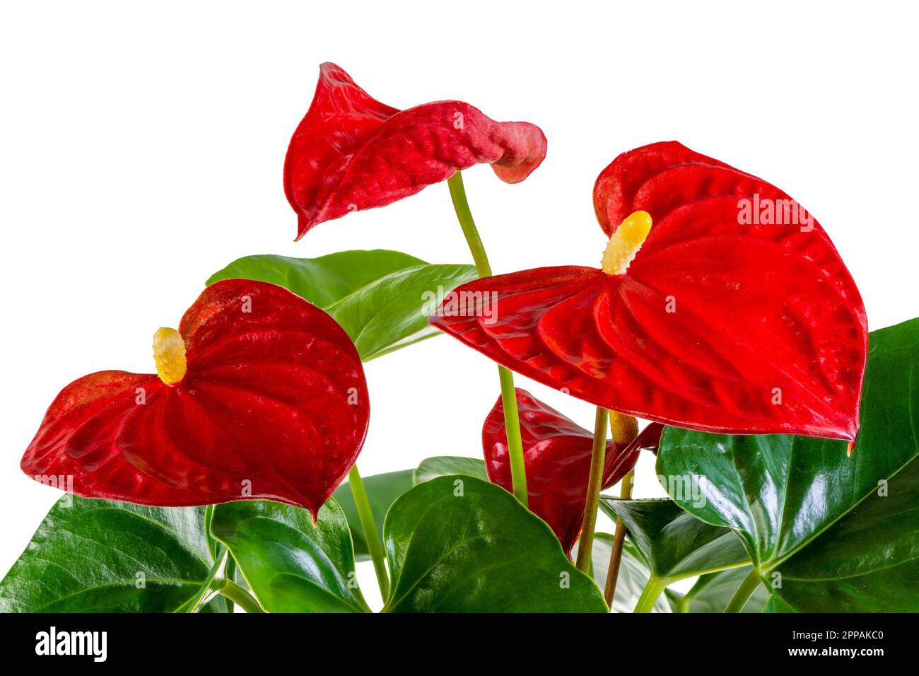 Isolated red flamingo flower (anthurium) blossom Stock Photo - Alamy