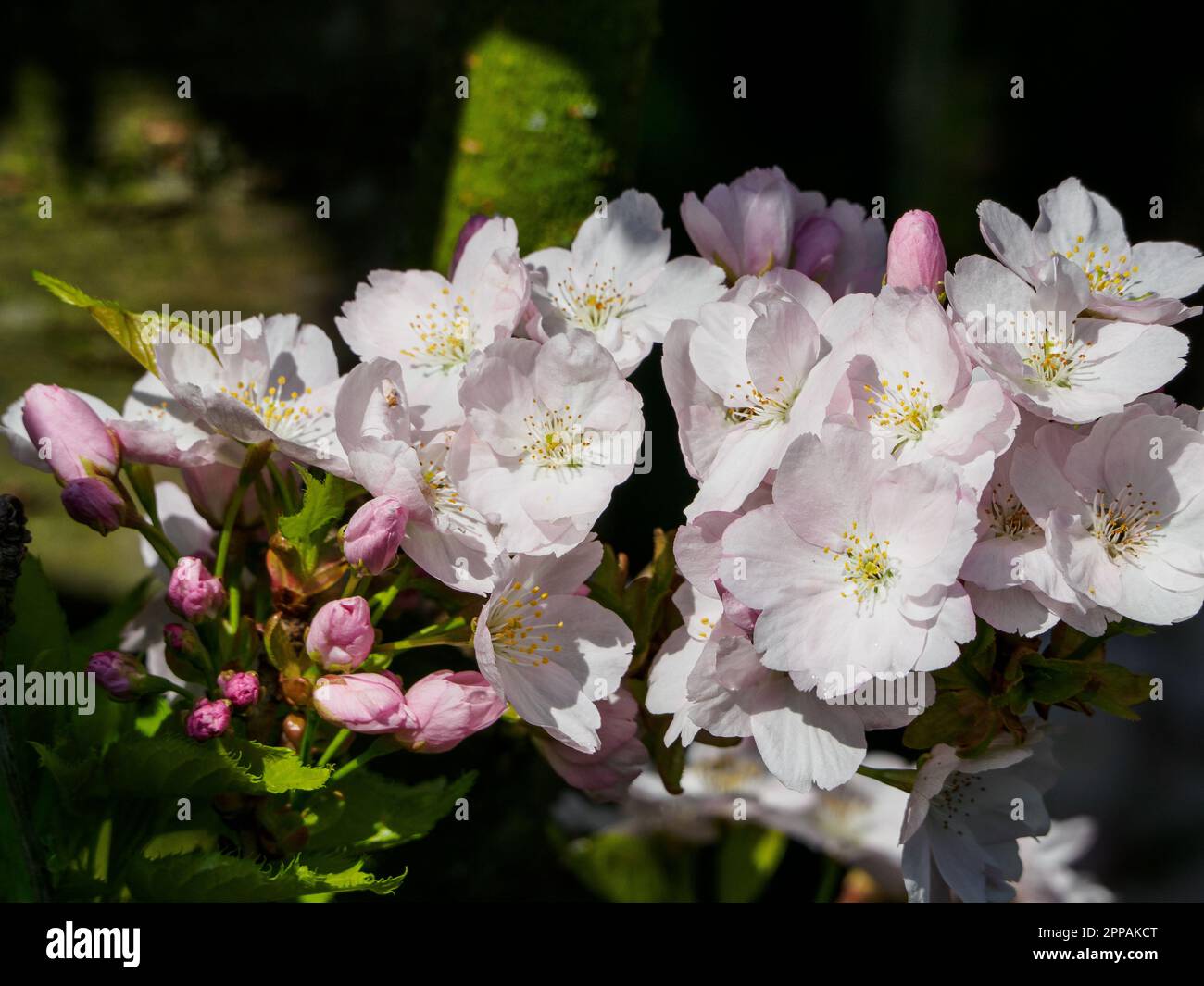 spring time in the garden Stock Photo - Alamy