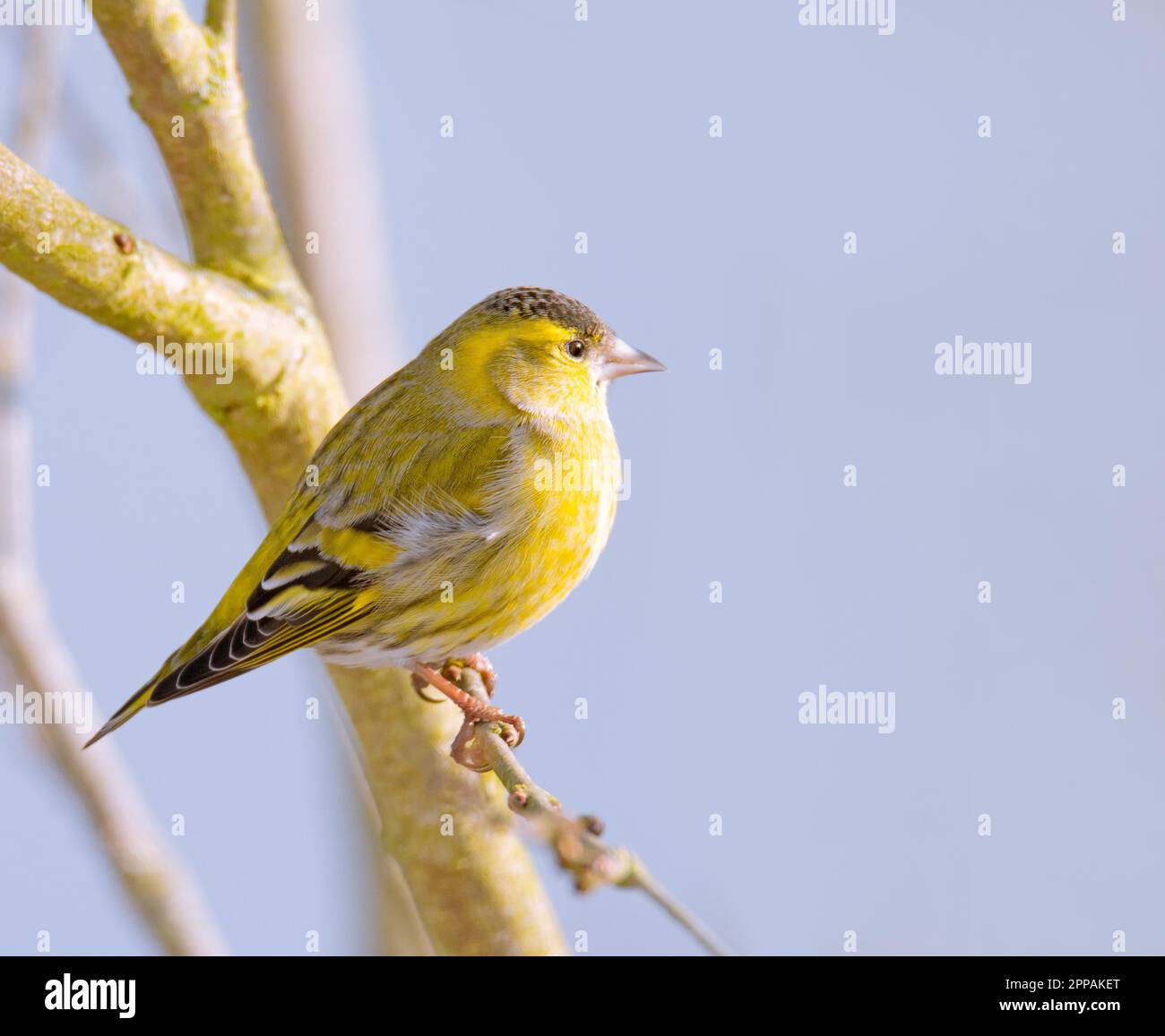 Male black-headed goldfinch sitting on a twig Stock Photo - Alamy