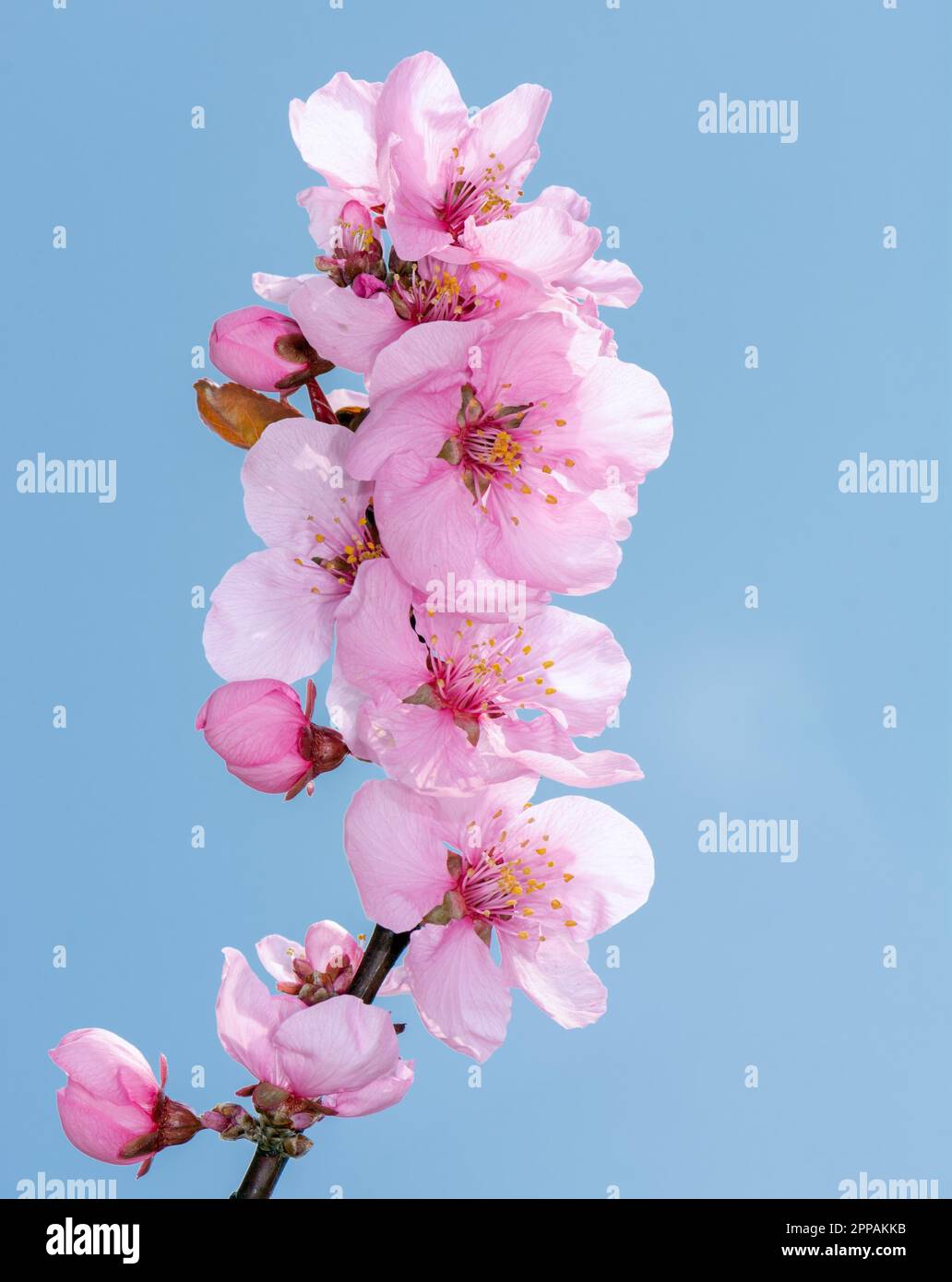 Flowering prunus blossoms branch prunus persica hi-res stock ...