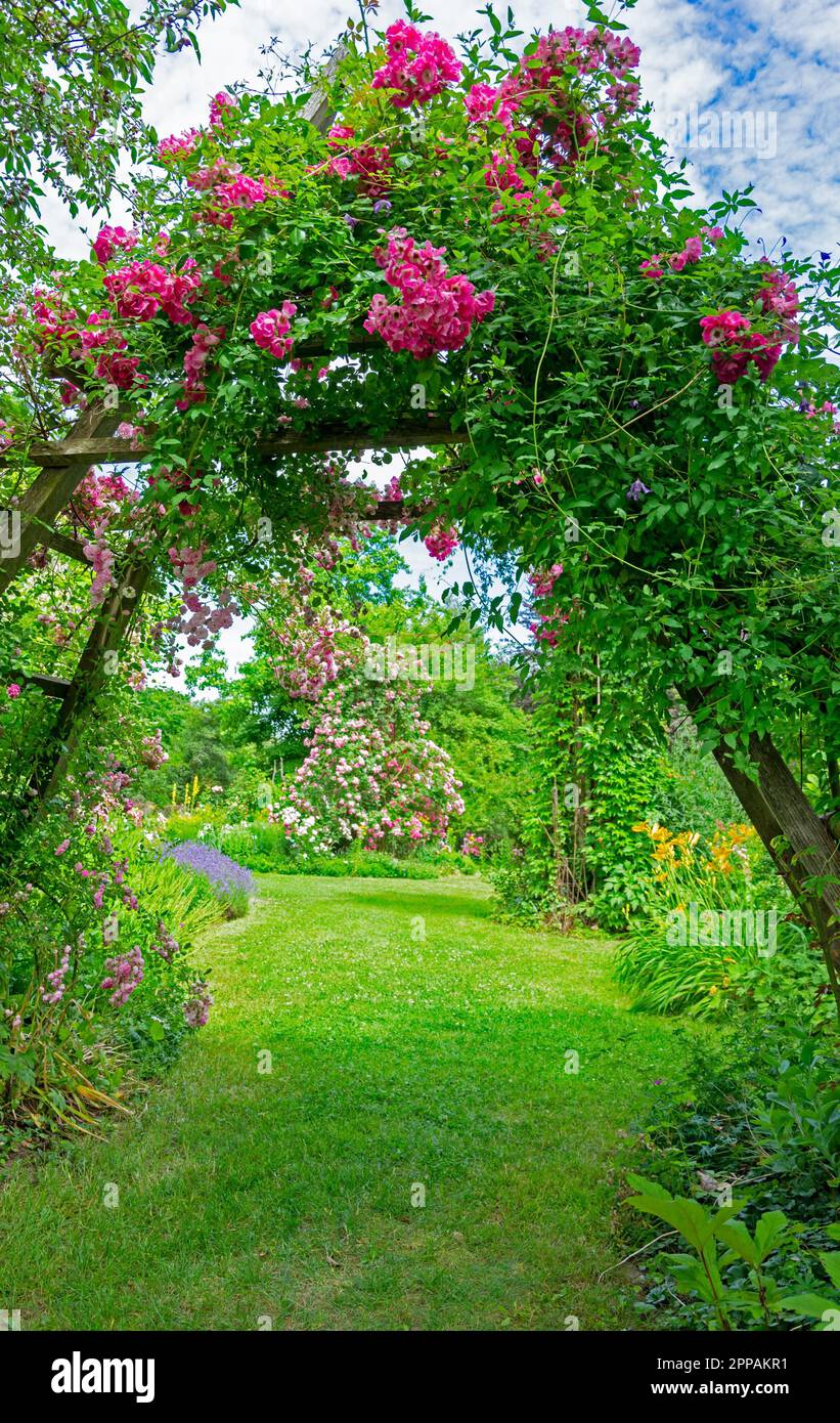 Idyllic rose garden with pink flowering rambler roses Stock Photo - Alamy