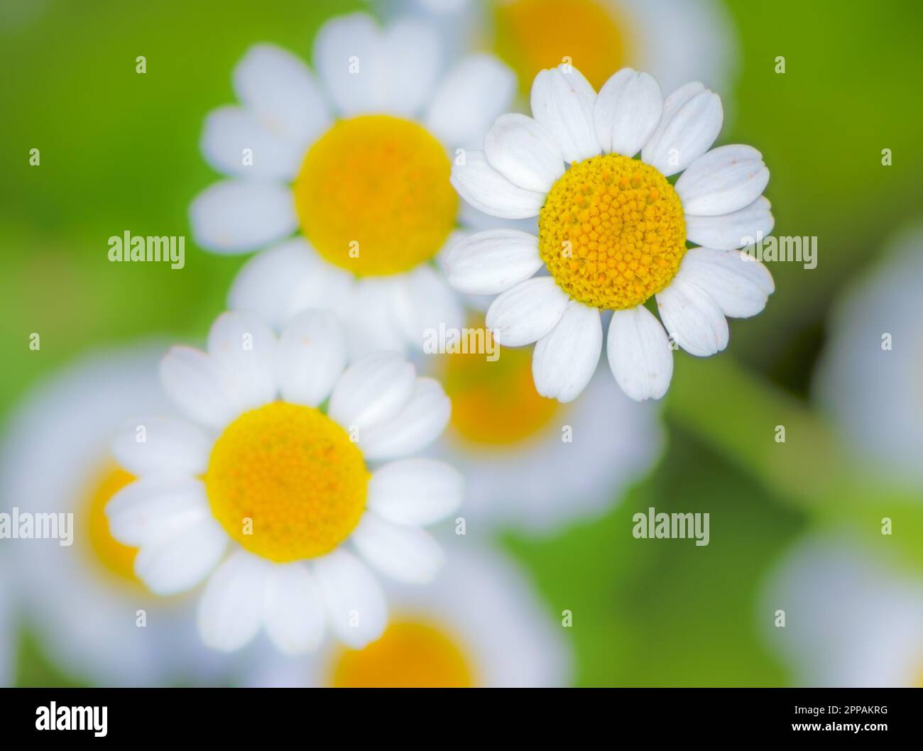 Macro of daisy flower blossoms Stock Photo - Alamy
