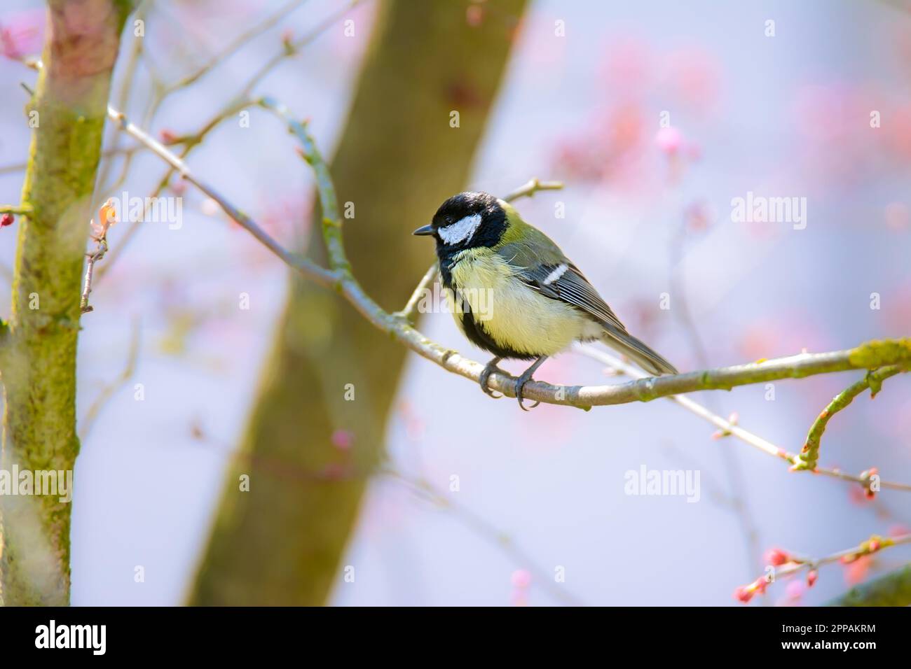 Great Tit (parus major) bird sitting on a tree branch Stock Photo - Alamy