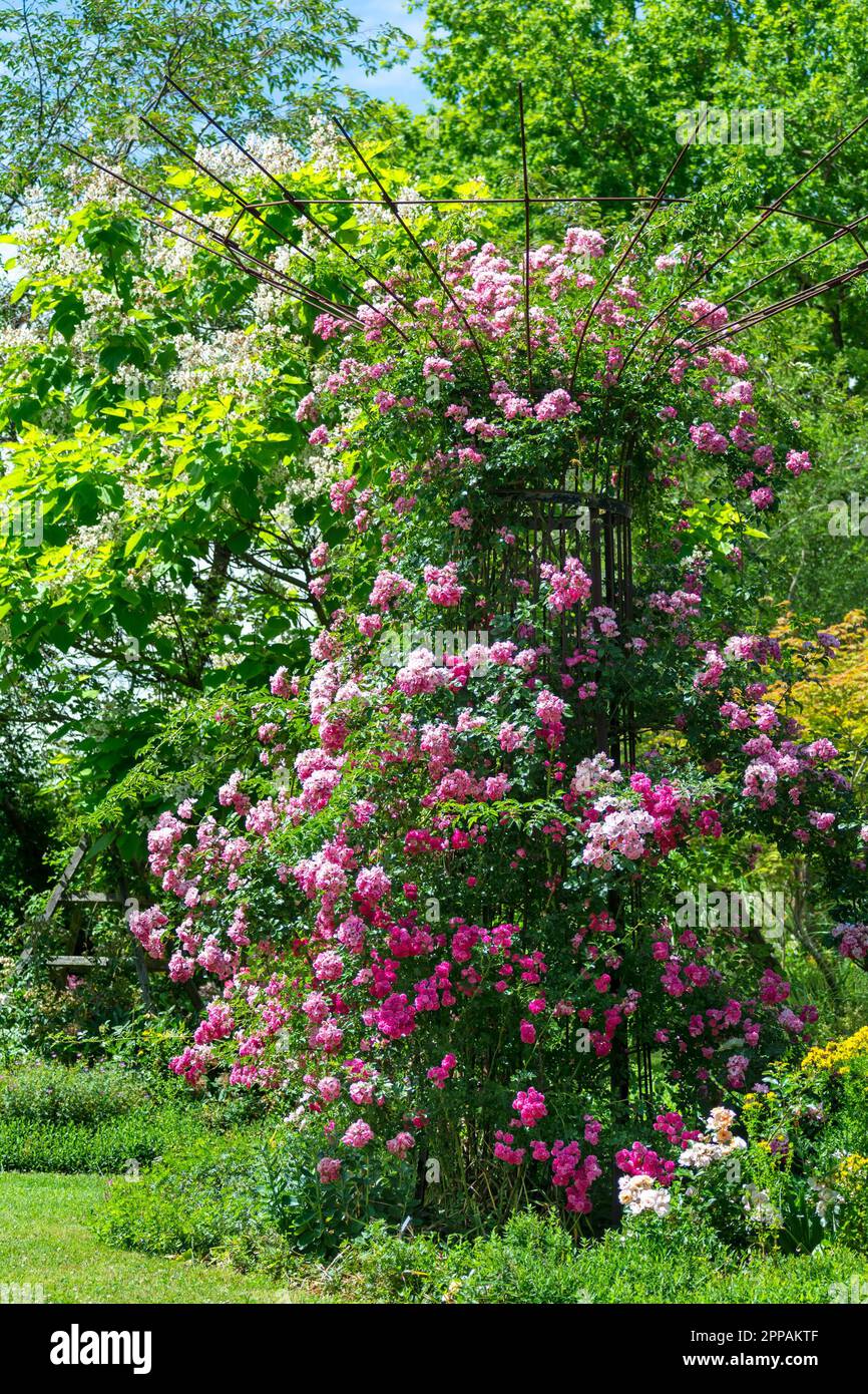 Idyllic rose garden with pink flowering rambler roses Stock Photo - Alamy