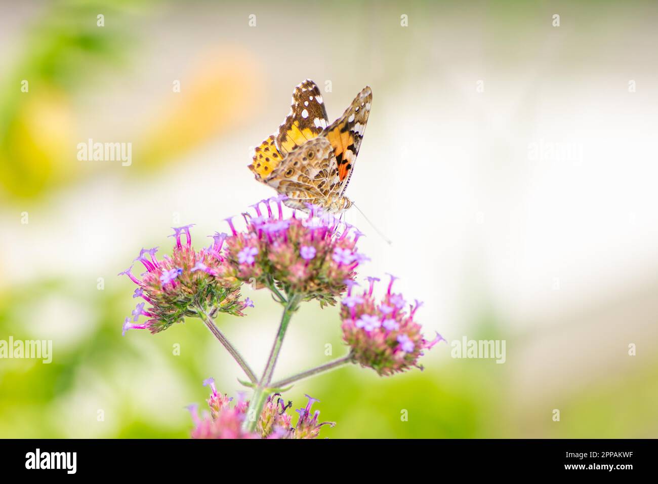 Painted Lady butterfly collecting nectar on a flower blossom Stock ...