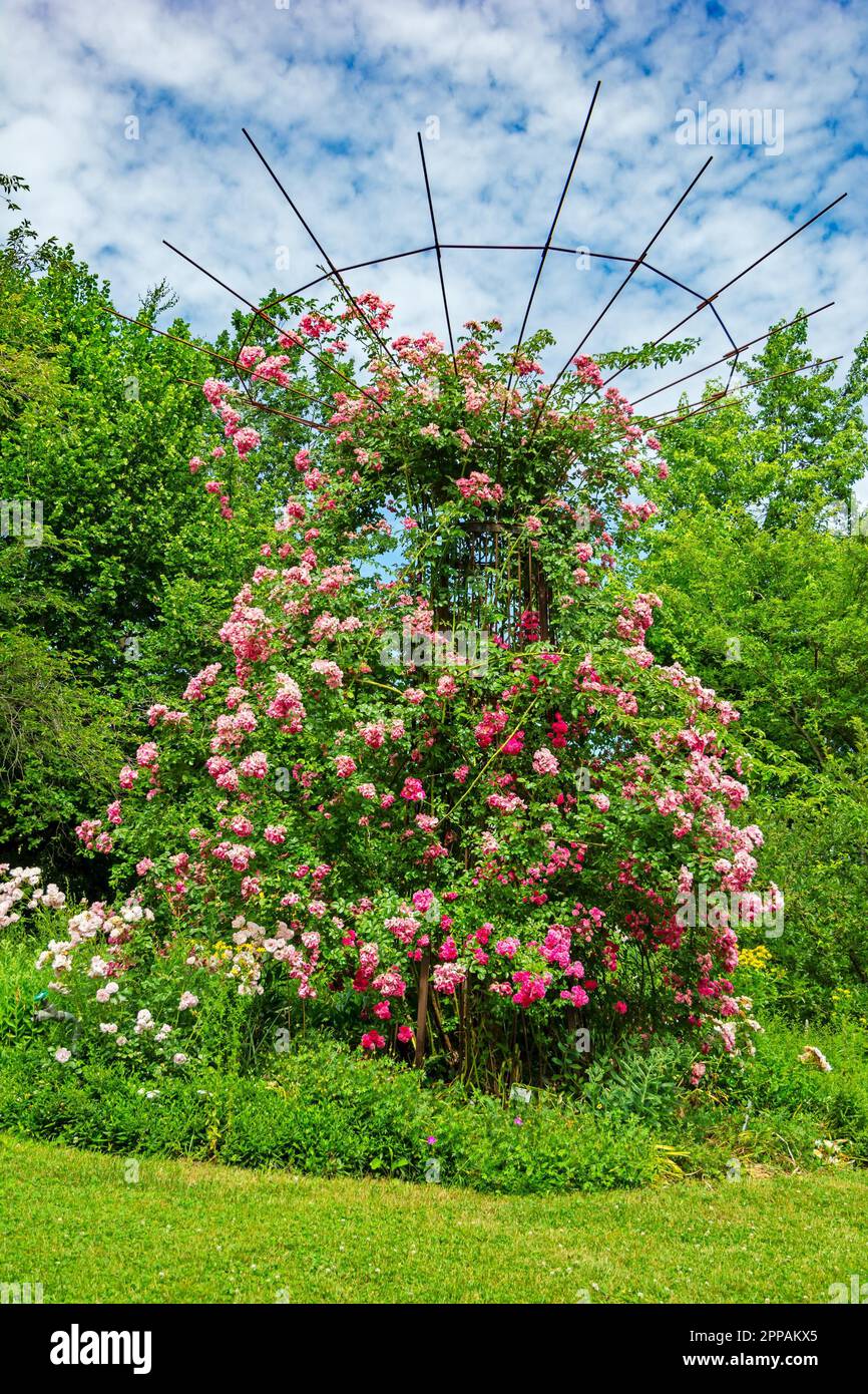 Idyllic rose garden with pink flowering rambler roses Stock Photo - Alamy