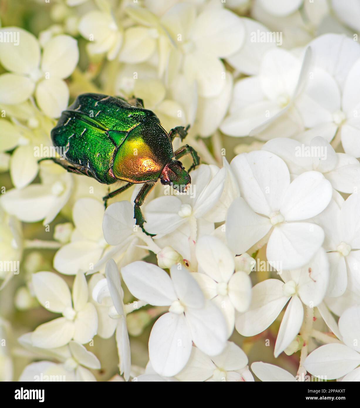 Rose chafer bug (Cetoniinae) in a flower blossom Stock Photo - Alamy