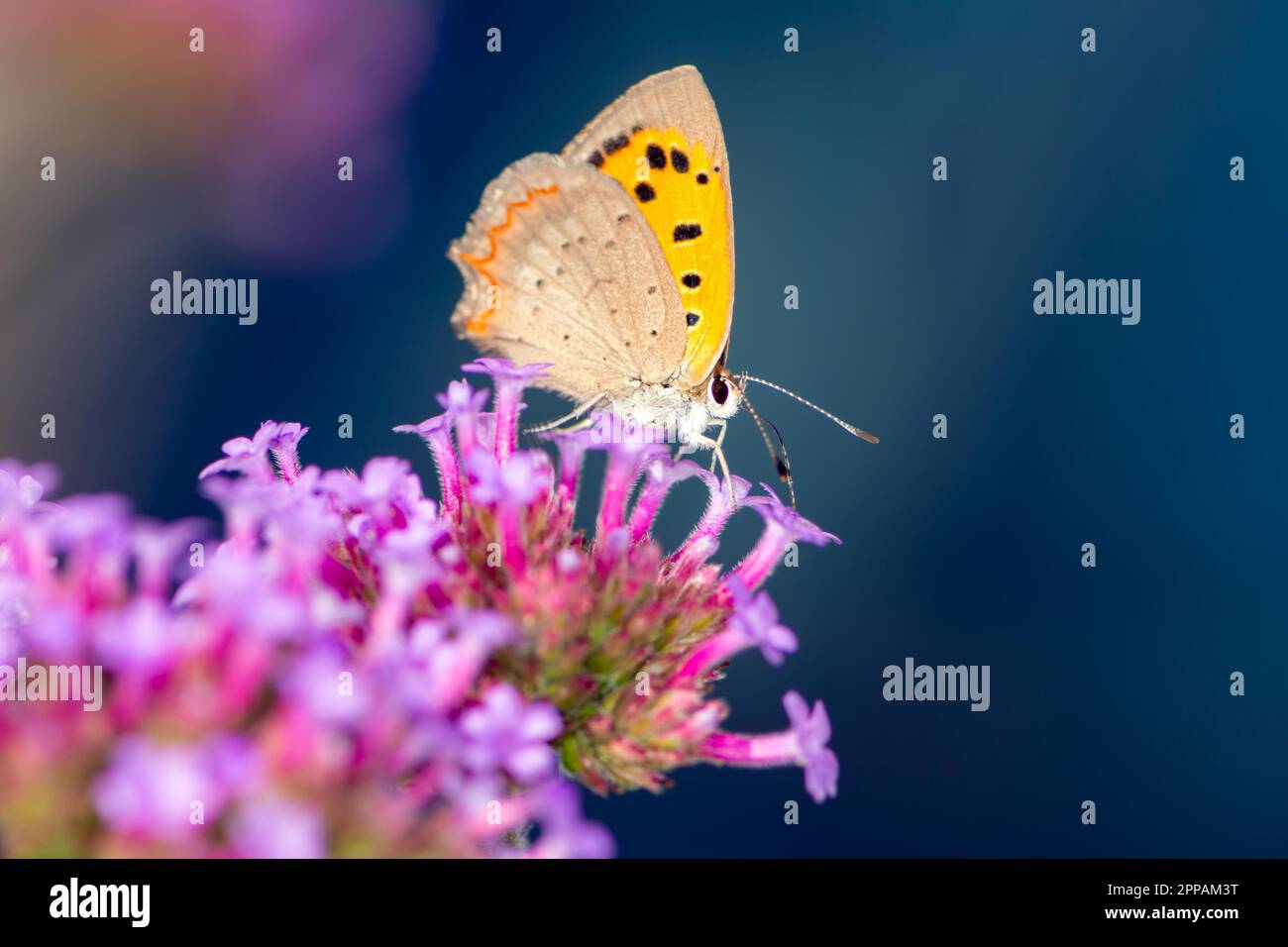 Macro of a common copper (Lycaena phlaeas) butterfly collecting nectar ...