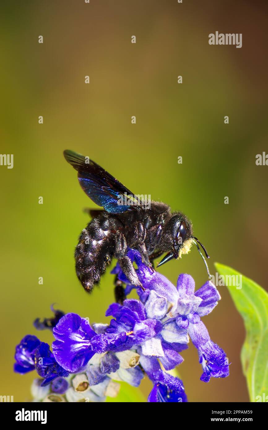Macro of a violet carpenter bee (xylocopa violacea) collecting nectar ...