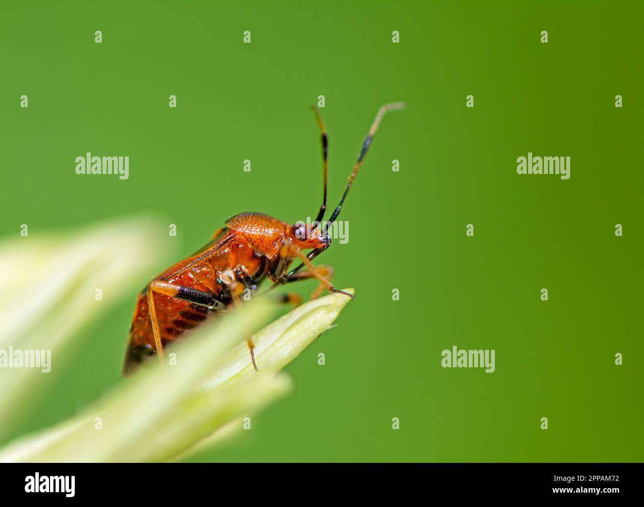 Macro of a Red Soldier Beetle (Rhagonycha fulva Stock Photo - Alamy