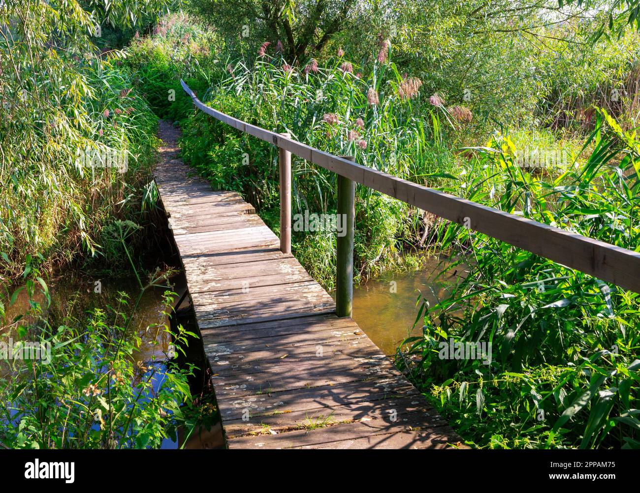 Wooden footbridge in a natural landscape called Goachat (Schrobenhausen ...