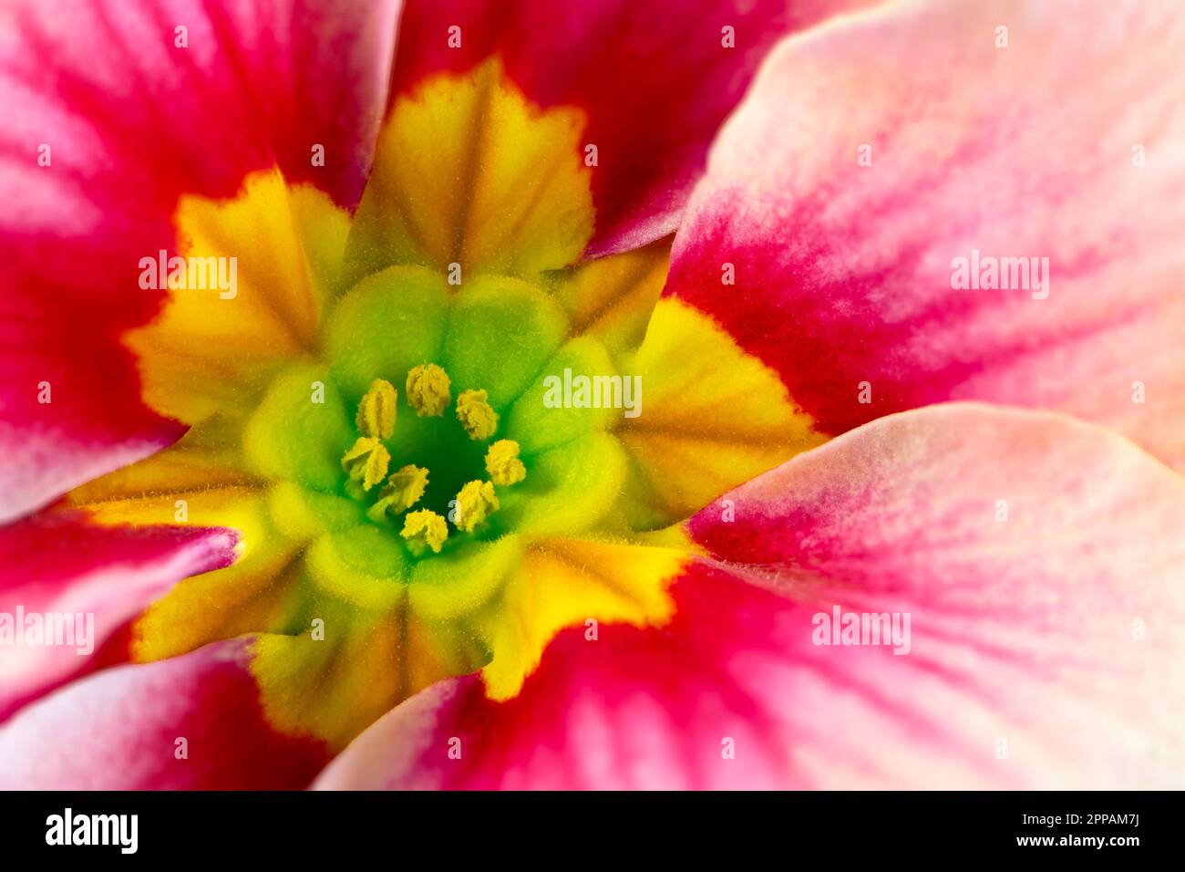 Primrose petal hi-res stock photography and images - Alamy