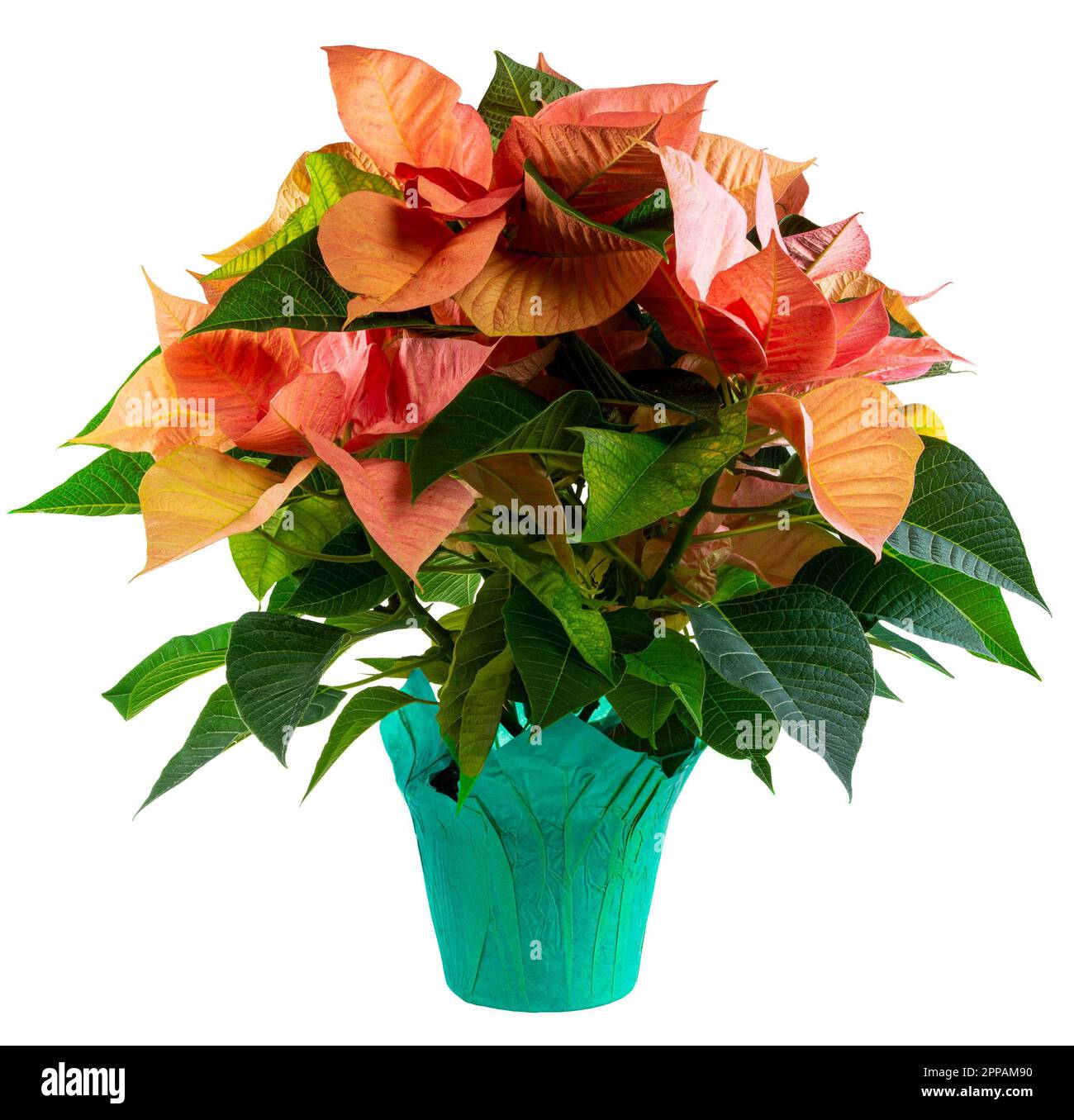 Isolated salmon poinsettia (Euphorbia pulcherrima) flower Stock Photo ...