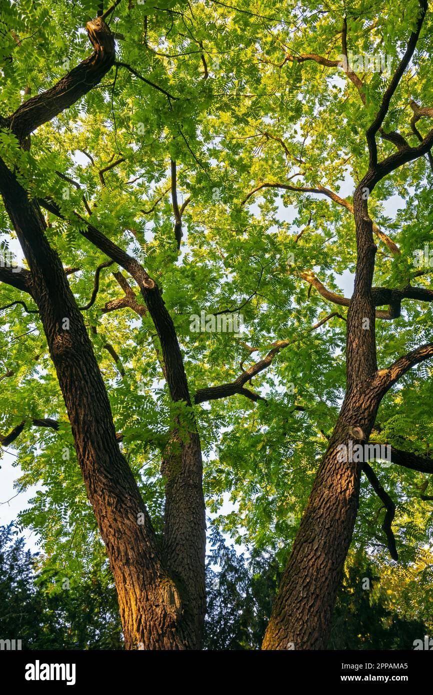 Gleditsia tree hi-res stock photography and images - Alamy