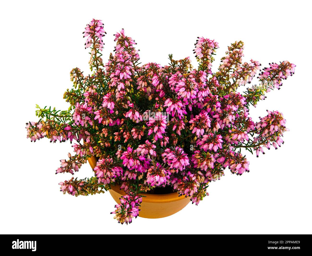 Isolated potted winter-flowering heather plant (erica carnea Stock ...