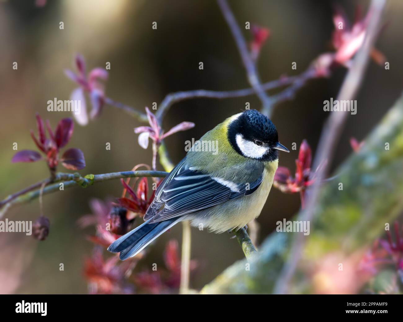 Great Tit (parus major) bird sitting on a tree branch Stock Photo - Alamy