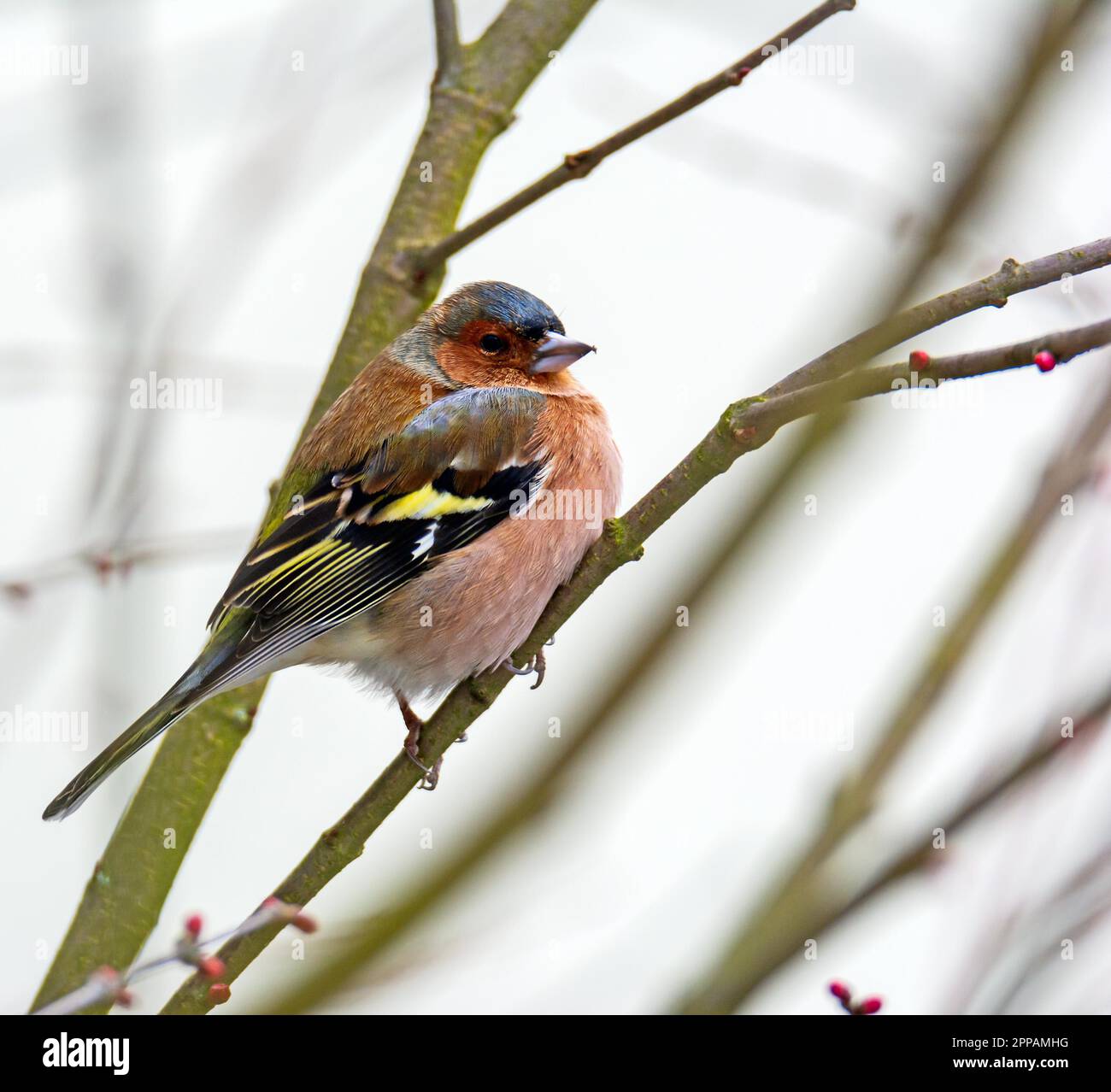 Closeup of a male cahffinch bird sitting on the brach of a tree Stock ...