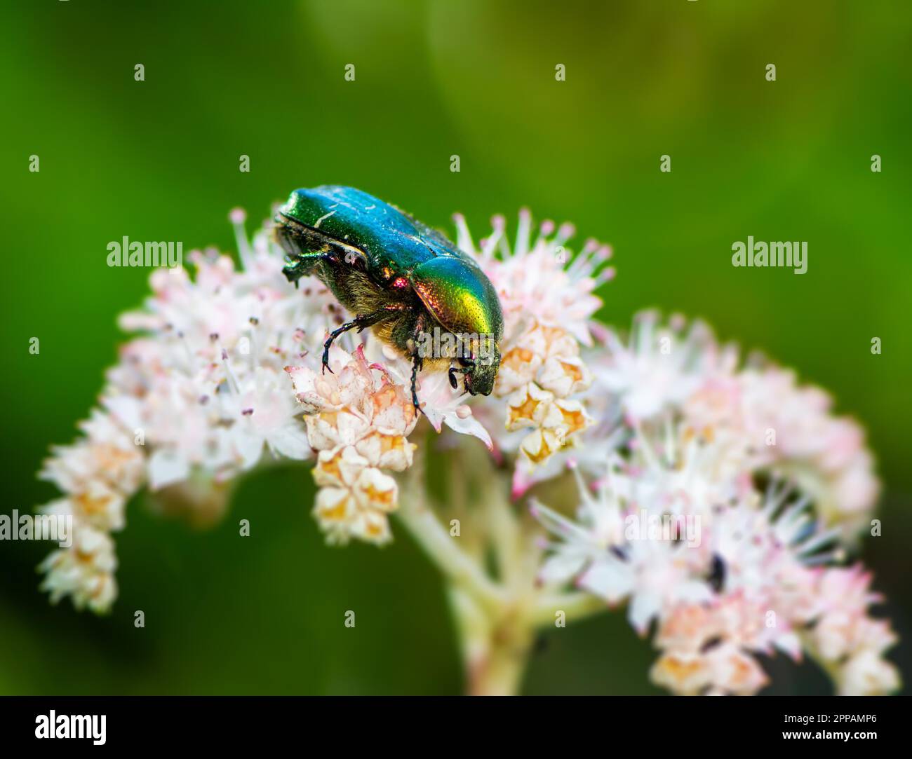 Rose chafer bug (Cetoniinae) in a flower blossom Stock Photo - Alamy