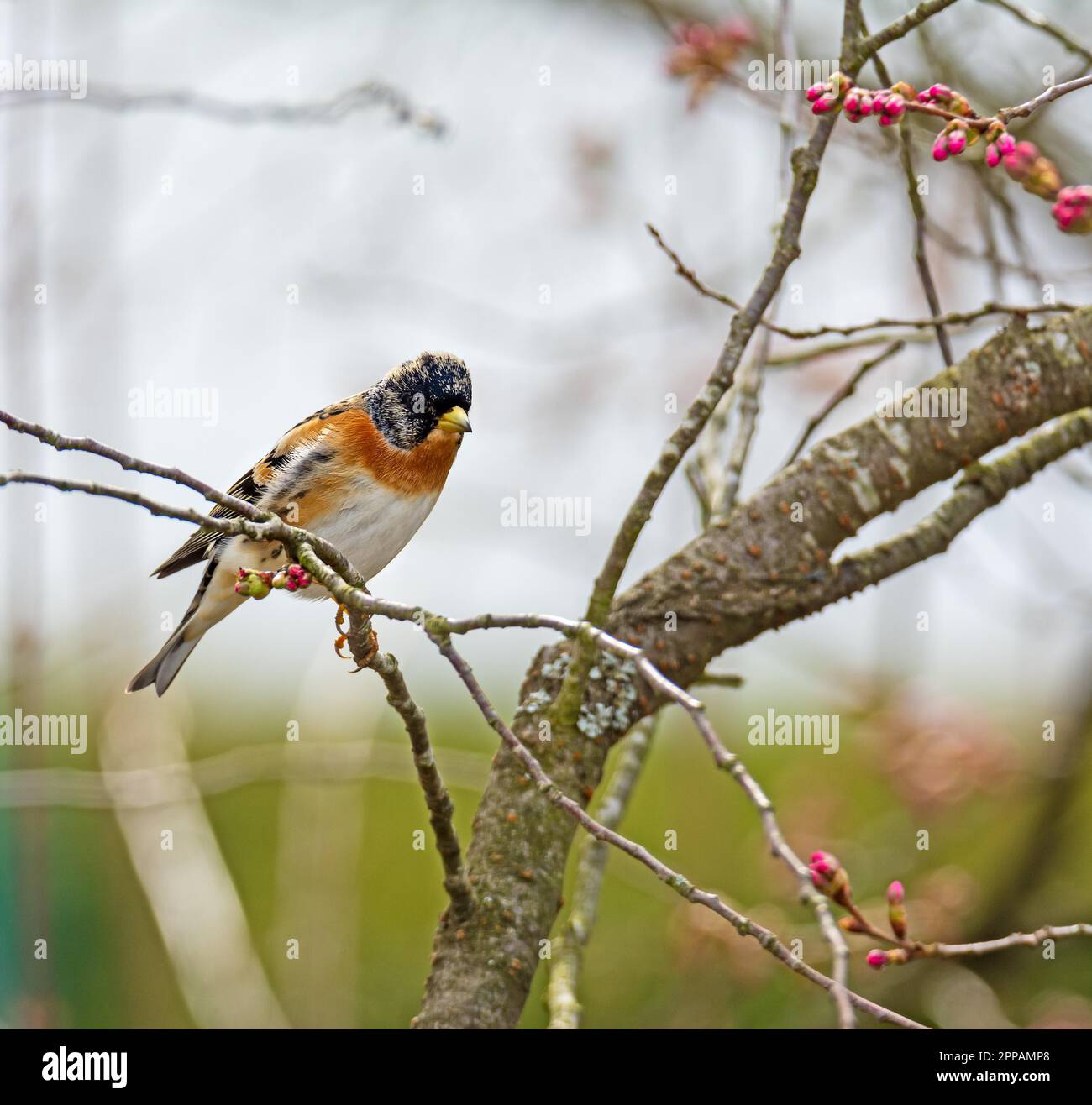 Closeup of a brambling bird on the twig of a tree Stock Photo - Alamy
