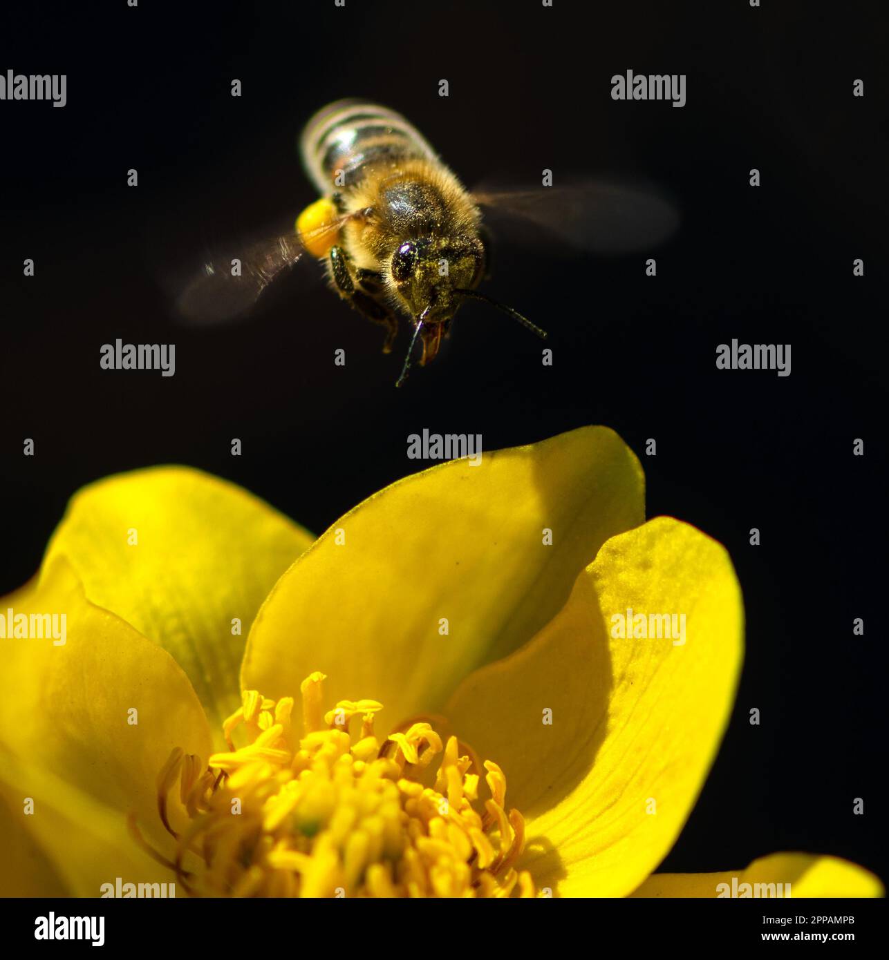 bee flying to a flower blossom Stock Photo - Alamy