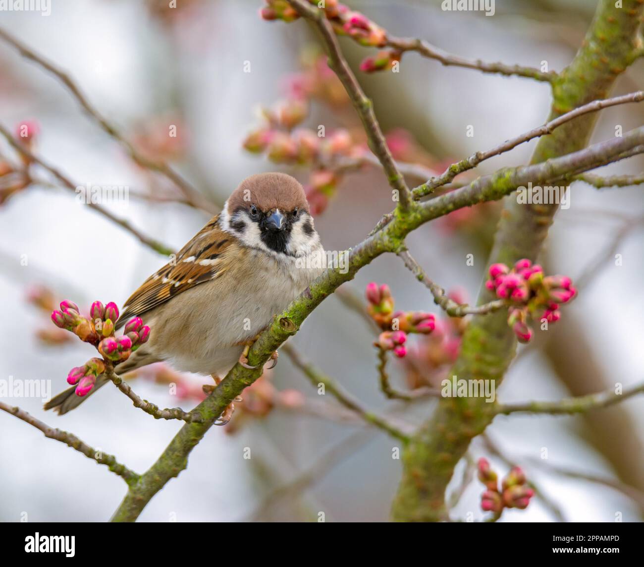Closeup of a sparrow bird sitting on the brach of a tree Stock Photo ...