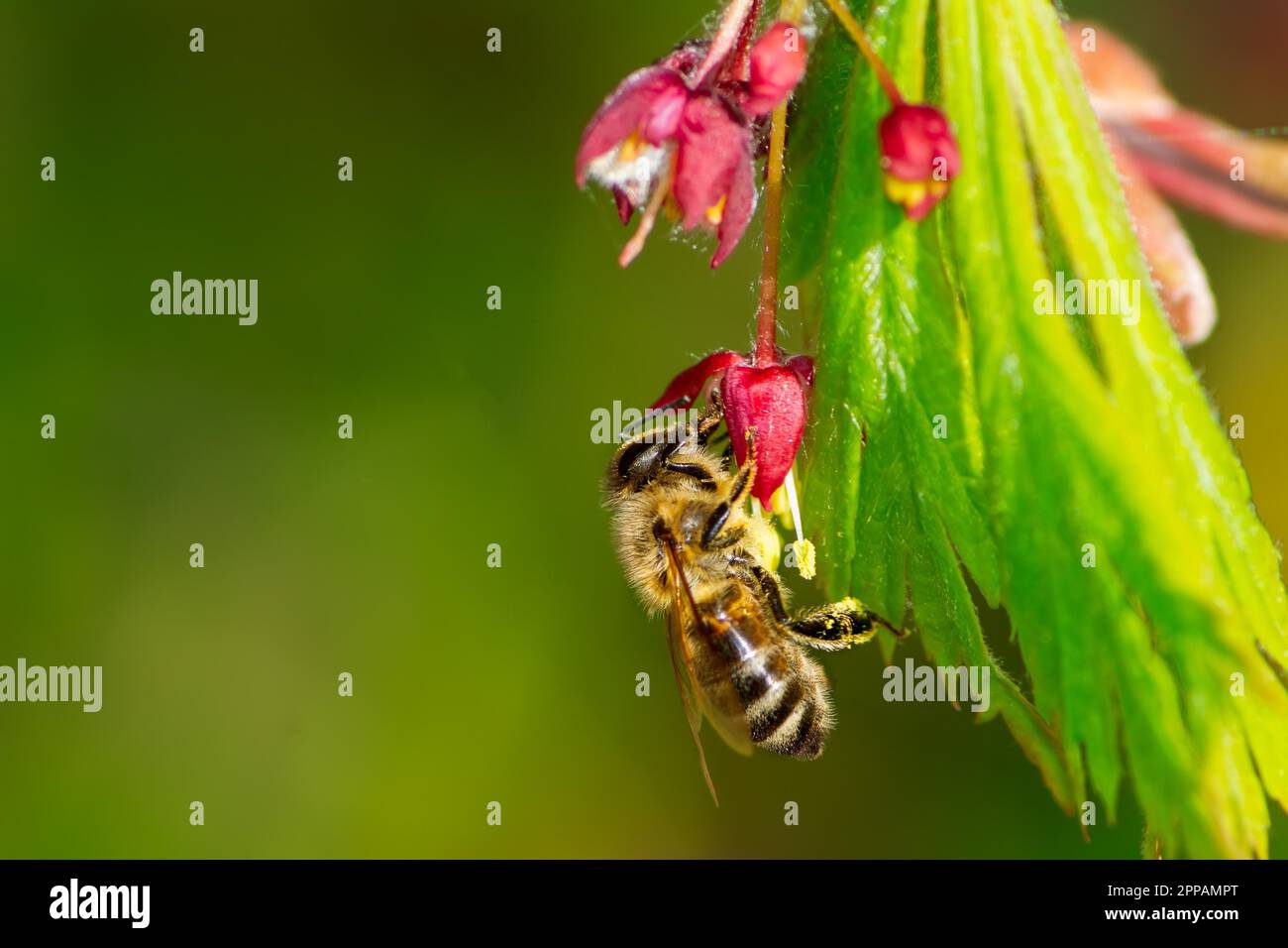 Macro of a bee pollinating on a blossom of a japanese maple tree Stock ...