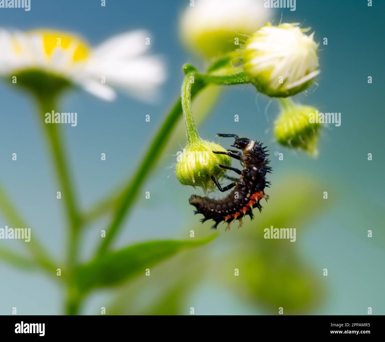 Macro of a ladybug larva Stock Photo - Alamy