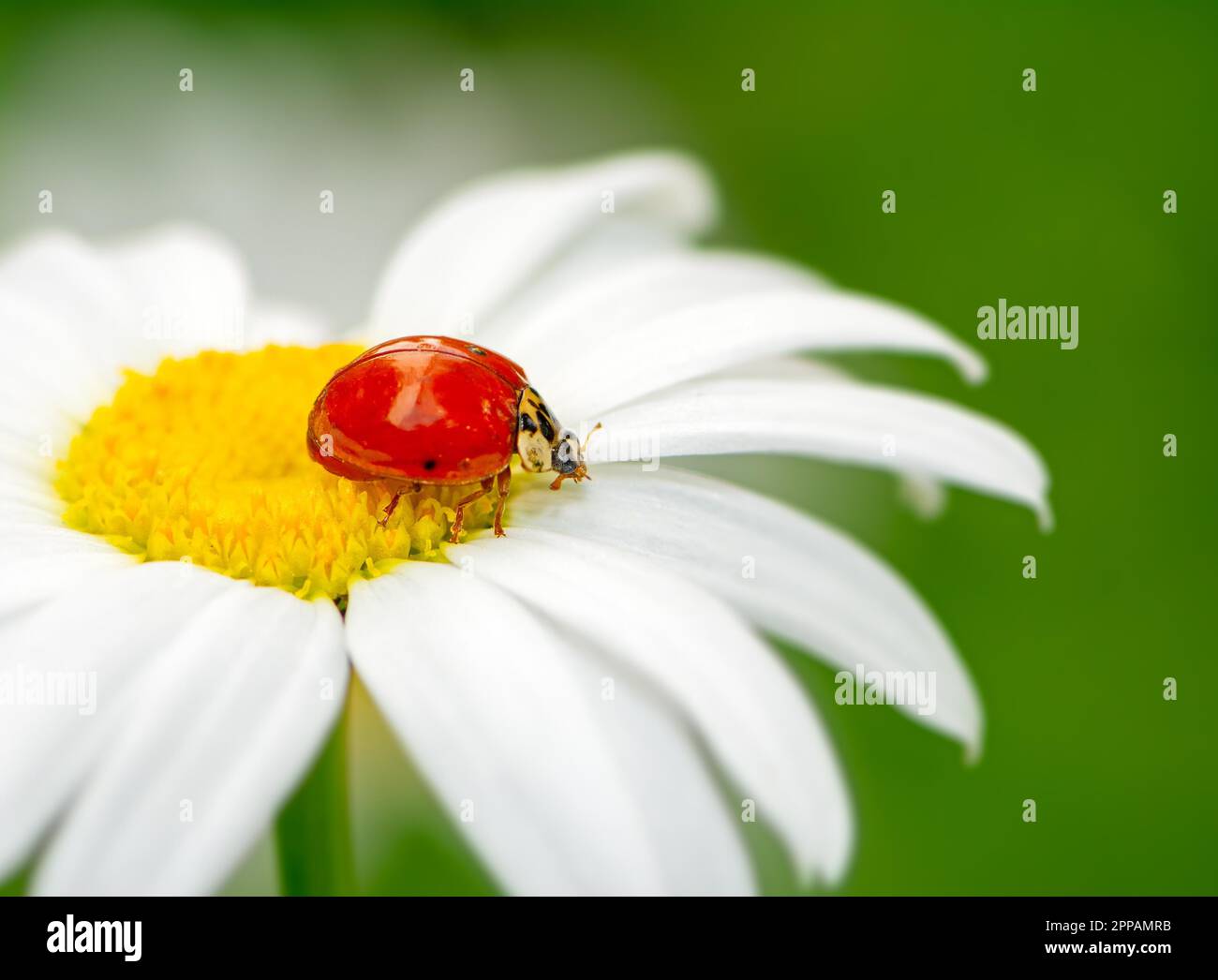 Ladybug on a white daisy flower blossom Stock Photo - Alamy