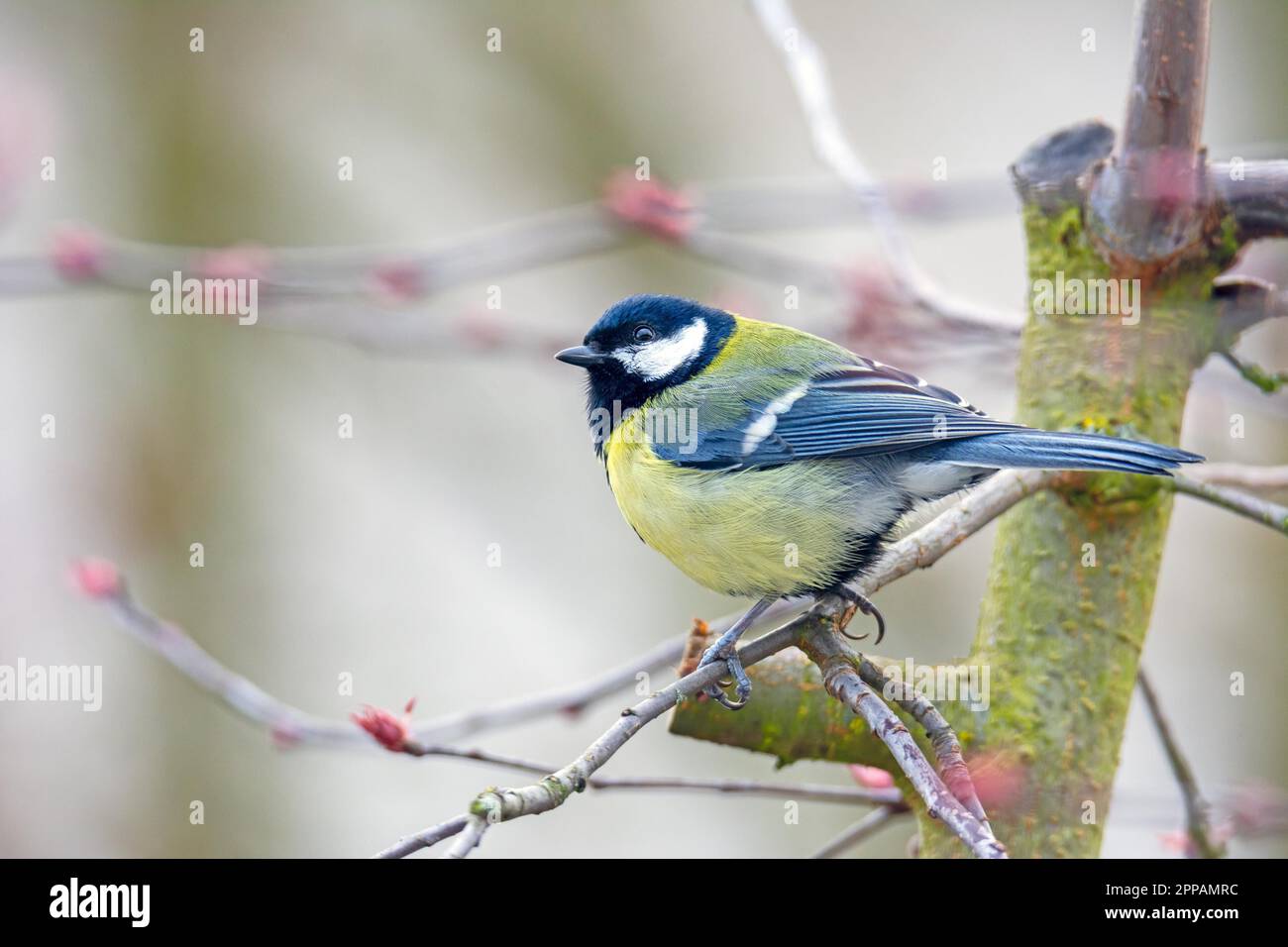 Great Tit (parus major) bird sitting on a tree branch Stock Photo - Alamy