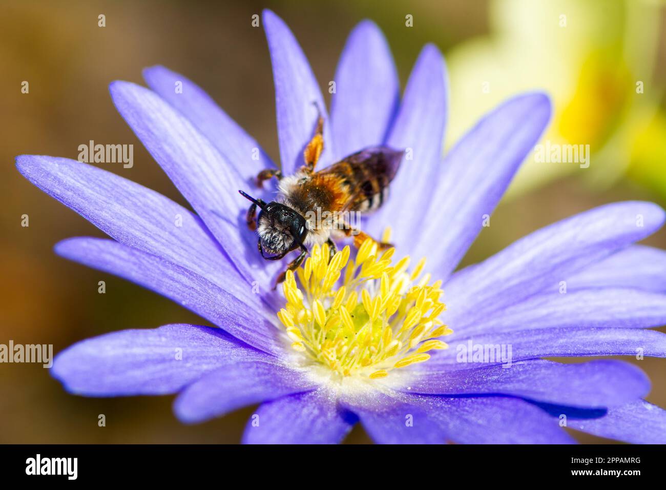 Macro of a bee pollinating on a flower blossom Stock Photo - Alamy