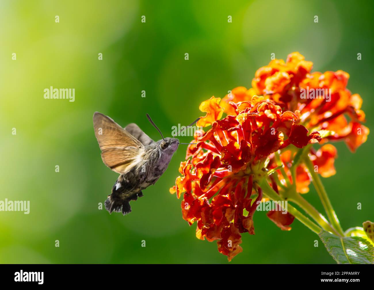 Hummingbird hawk-moth flying to a orange lantana flower Stock Photo - Alamy