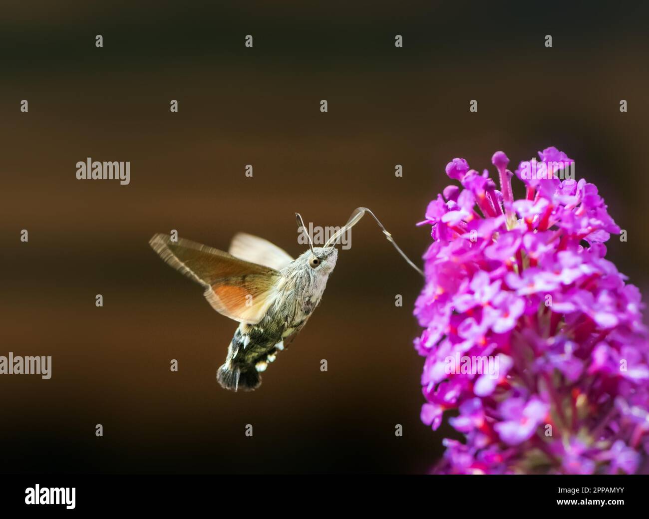 Hummingbird hawk moth flying hi-res stock photography and images - Alamy
