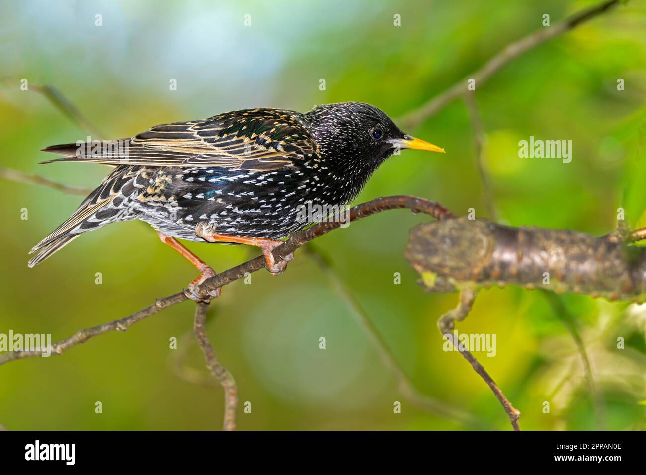 Closeup of a black starling bird sitting on a tree Stock Photo - Alamy