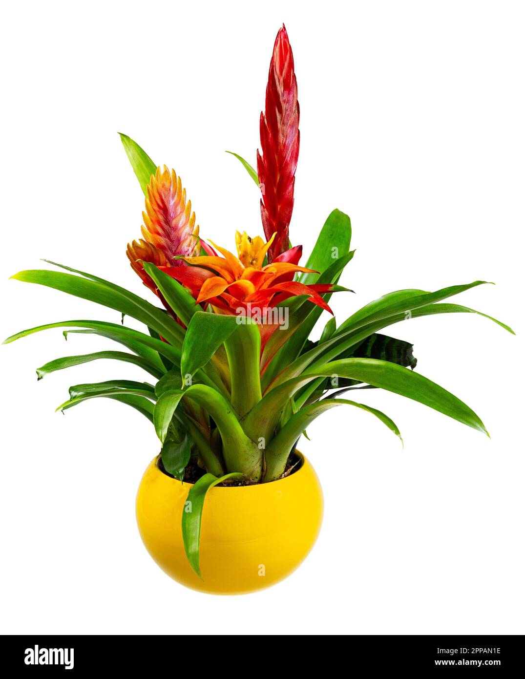Closeup of an isolated potted bromelia flower Stock Photo - Alamy