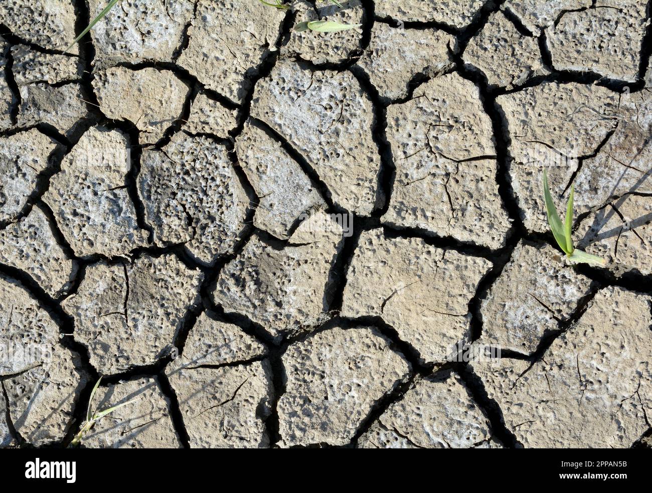 Salty marsh soil hi-res stock photography and images - Alamy