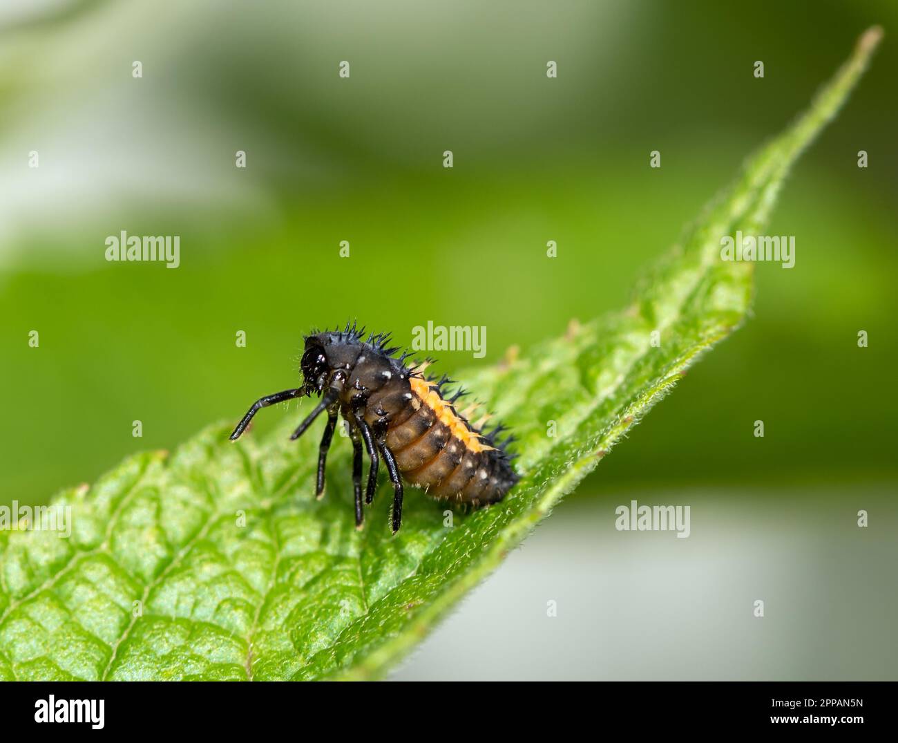 Macro of a ladybug larva Stock Photo - Alamy