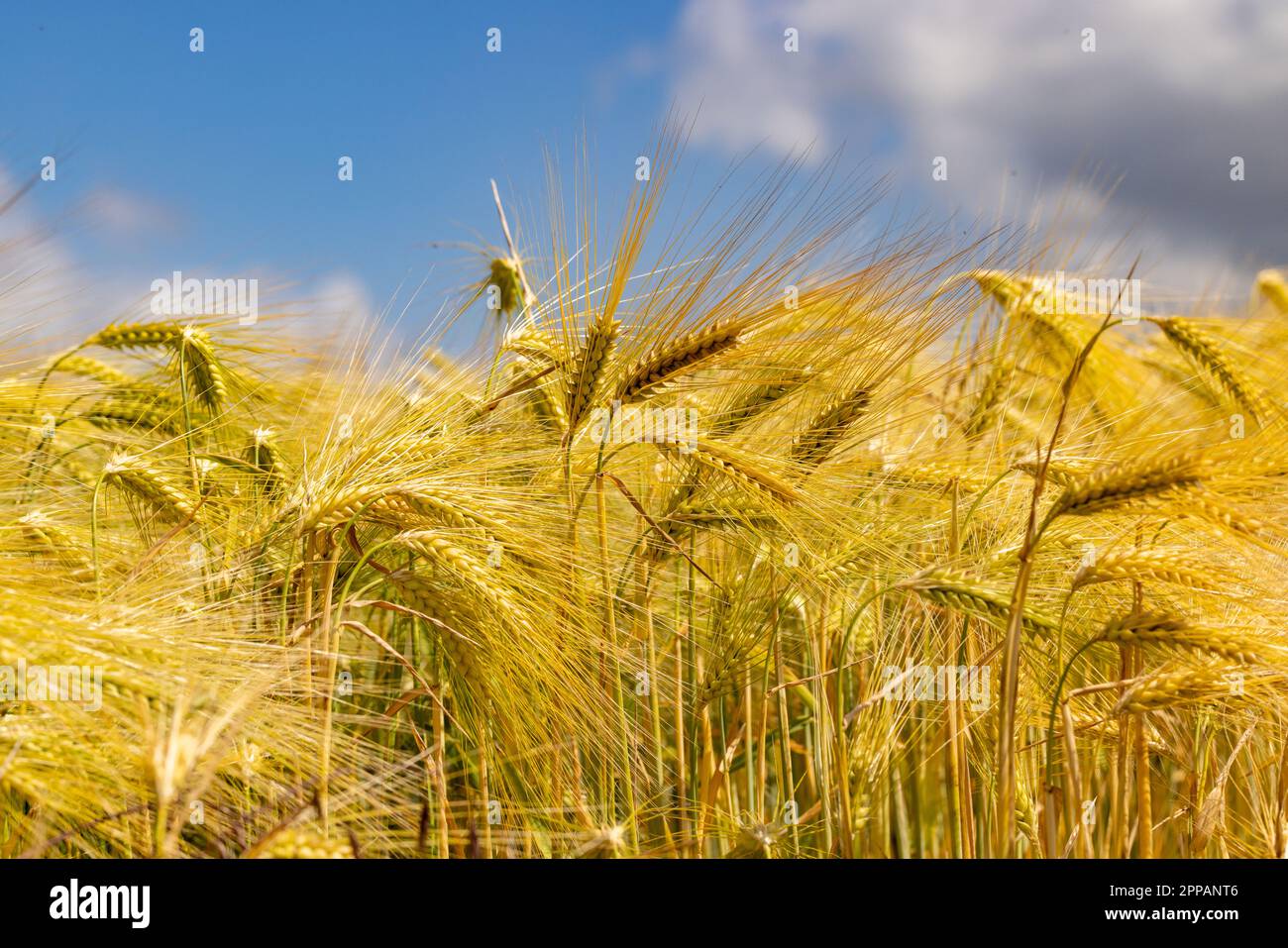 Hiill farm hi-res stock photography and images - Alamy