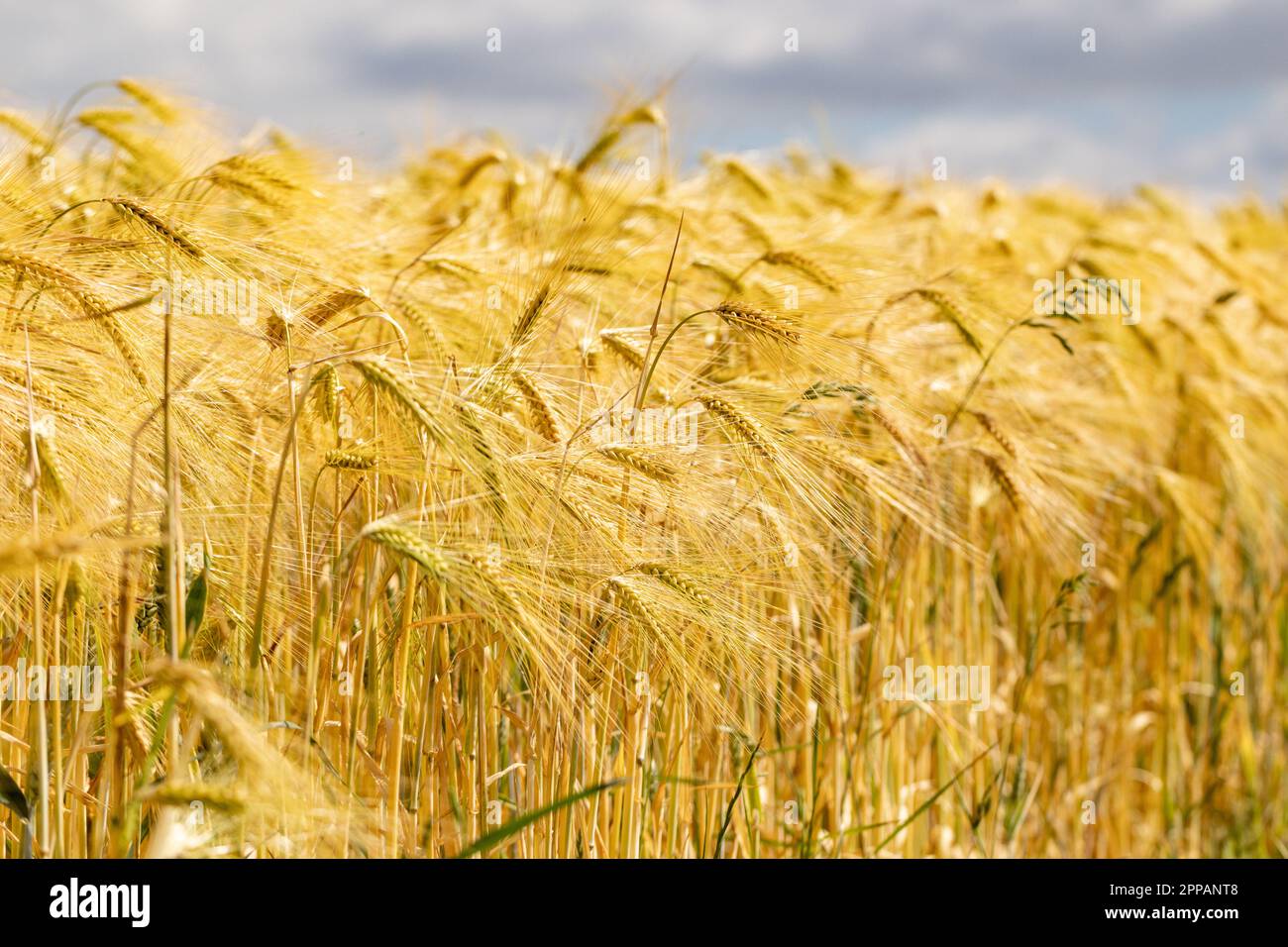 Field of golden barley, all ready for harvesting Stock Photo - Alamy