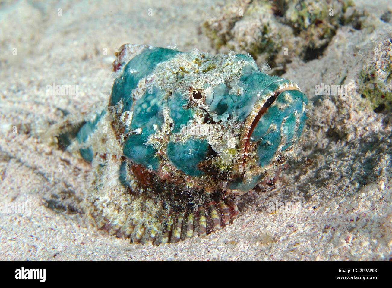 Juvenile false stonefish (Scorpaenopsis diabolus), Dive Site House Reef ...