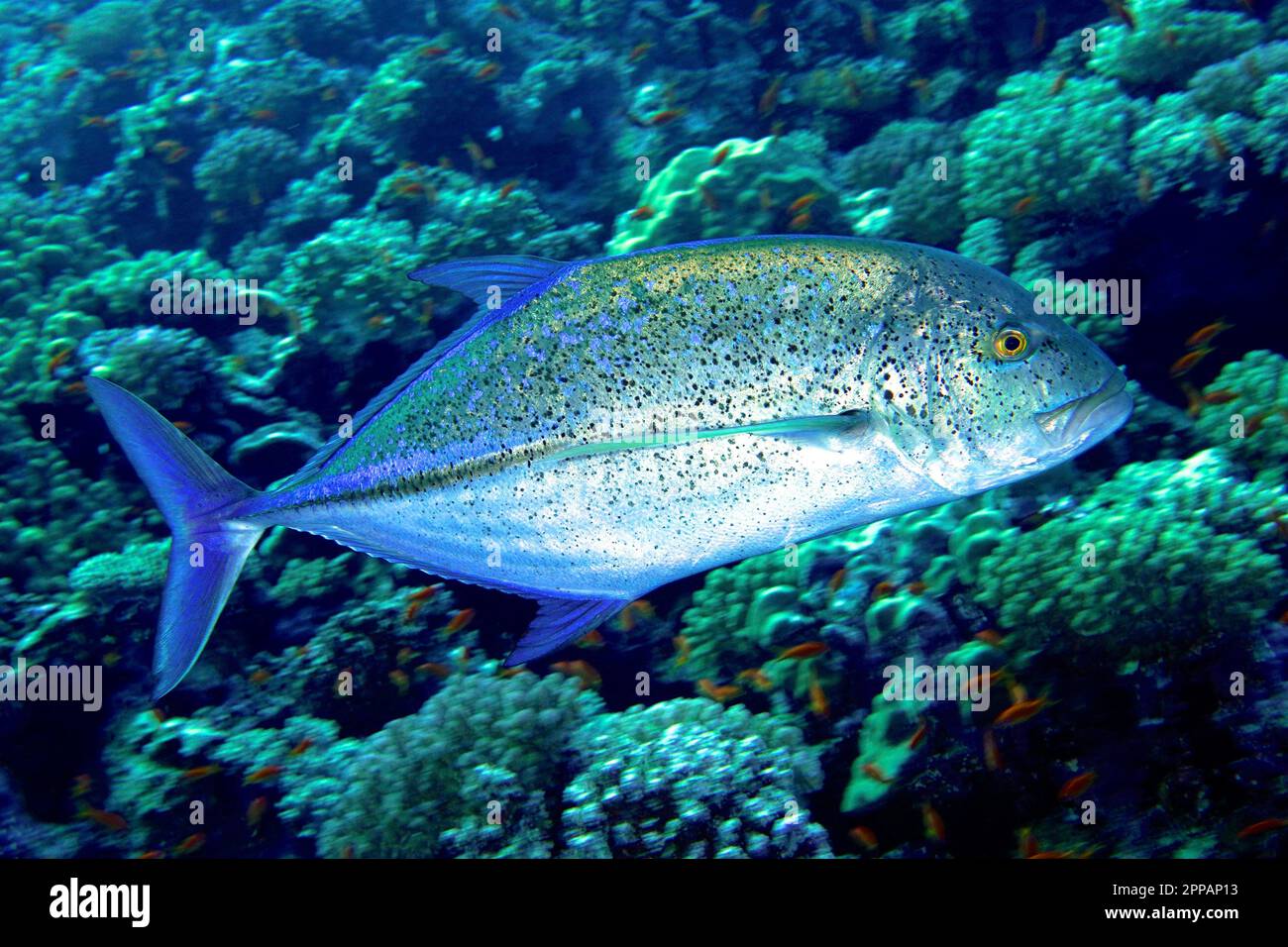Bluefin trevally (Caranx melampygus), Small Brother dive site, Brother ...