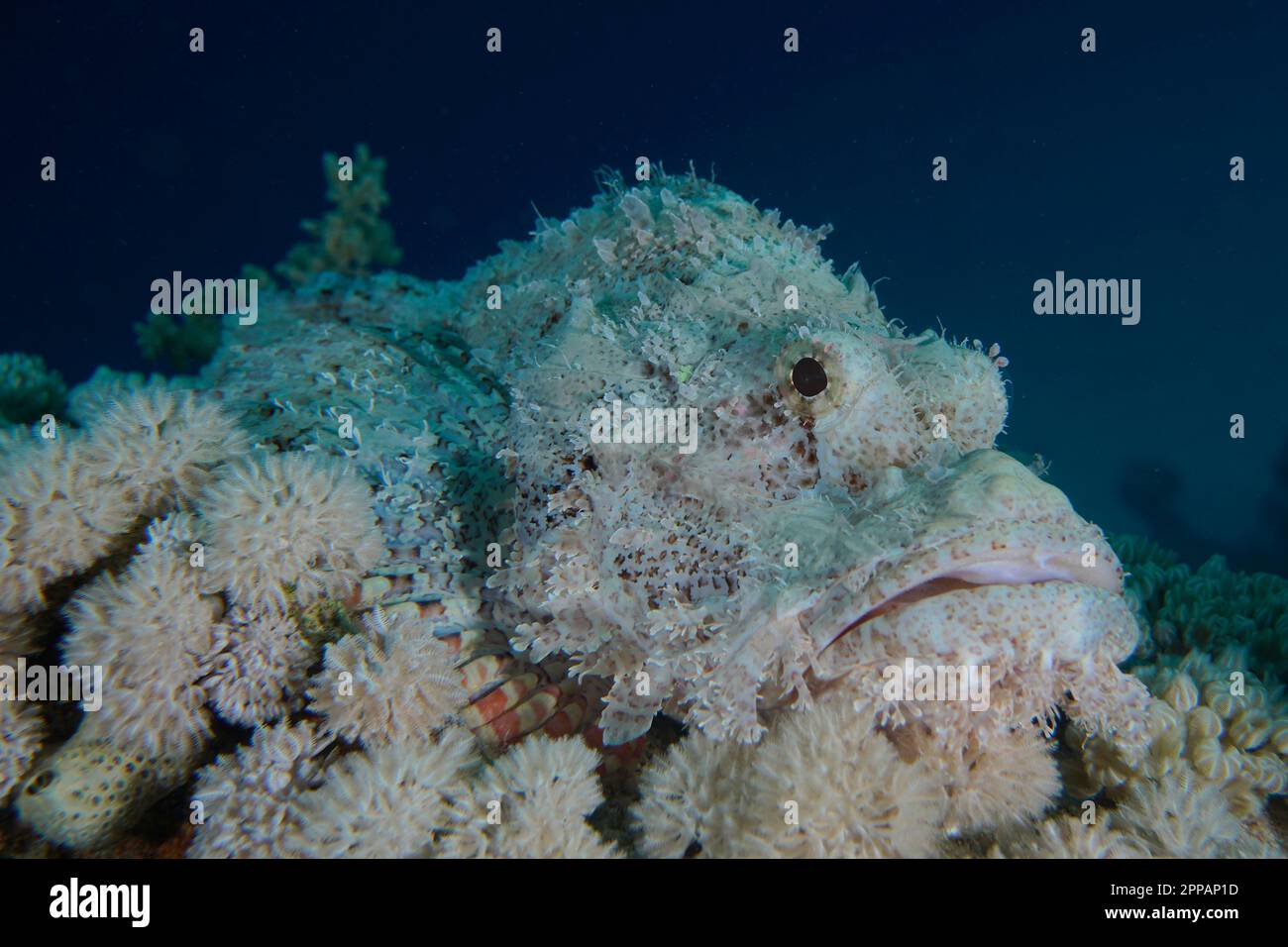Well camouflaged false stonefish (Scorpaenopsis diabolus), Dive Site ...