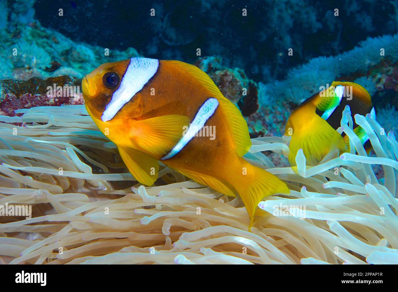 Pair of red sea clownfish (Amphiprion bicinctus) in its splendour ...