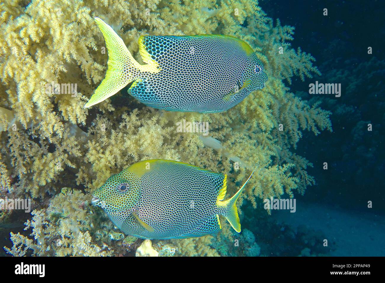 Pair of spotted rabbitfish (Siganus stellatus laqueus) in front of ...