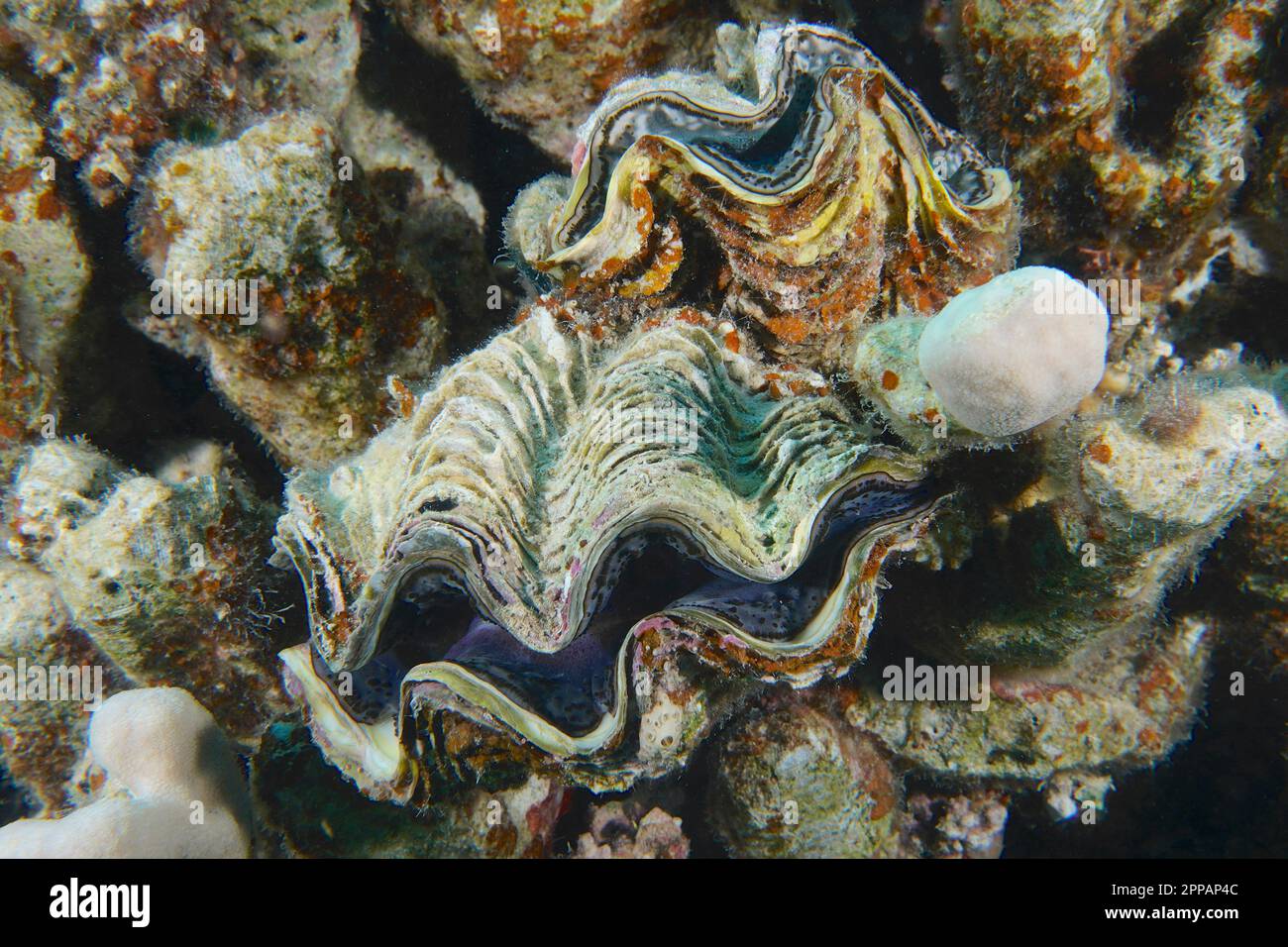 Fluted giant clam (Tridacna squamosa), killer clam, dive site House ...