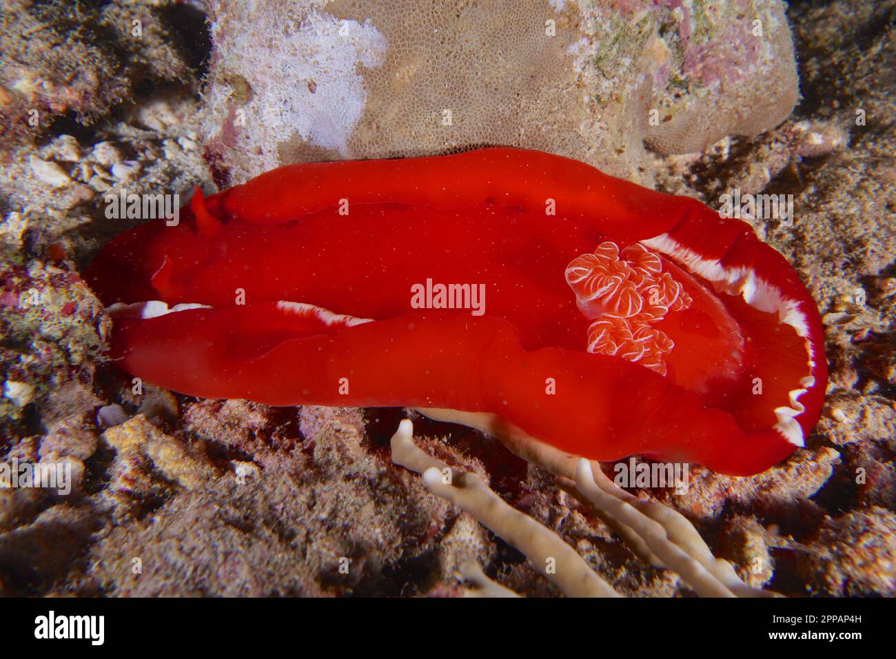 Spanish dancer (Hexabranchus sanguineus) at night. Dive site Abu Dabab ...